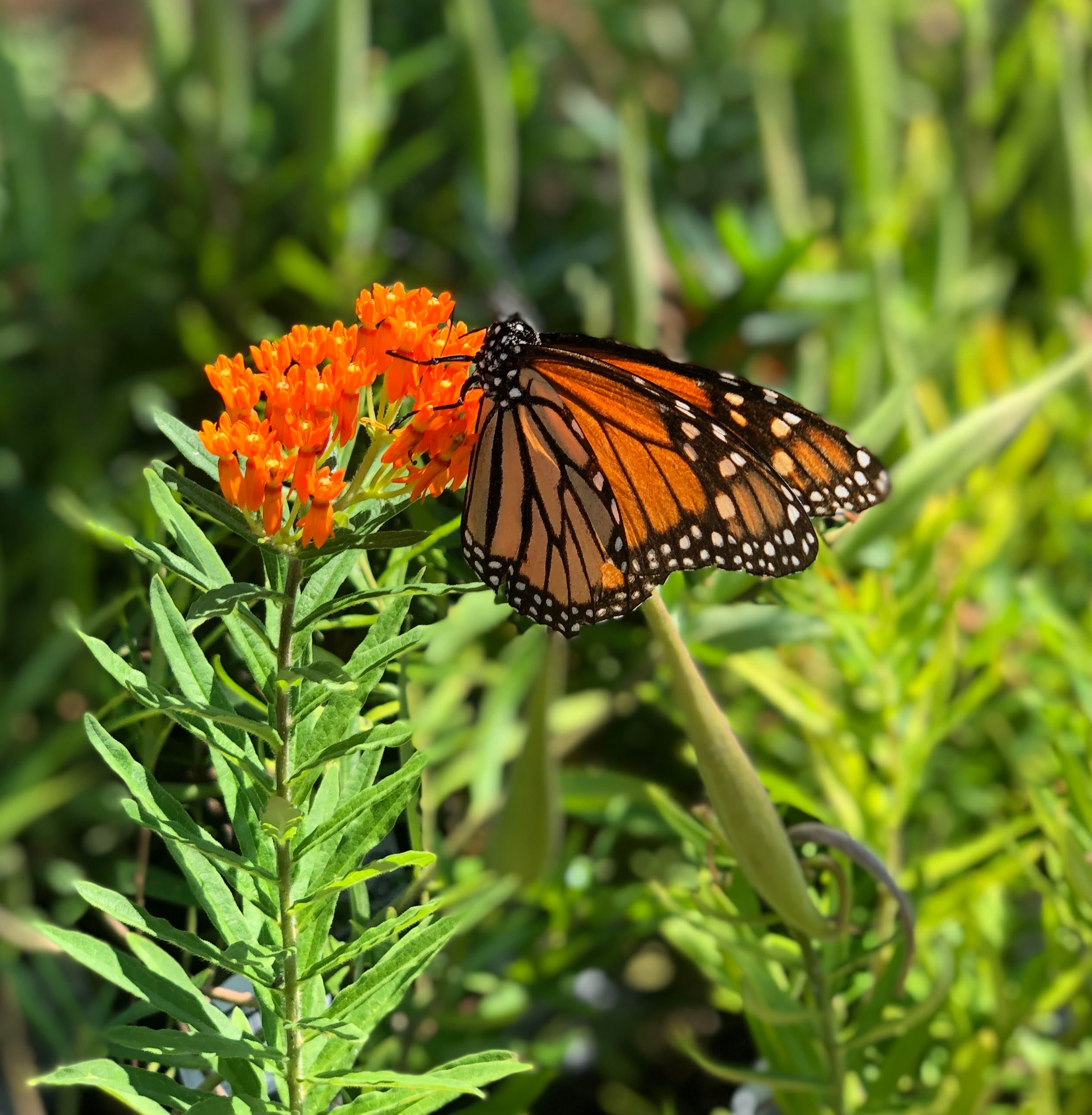 Asclepias tuberosa - Butterflyweed | Lauren's Garden Service & Native ...