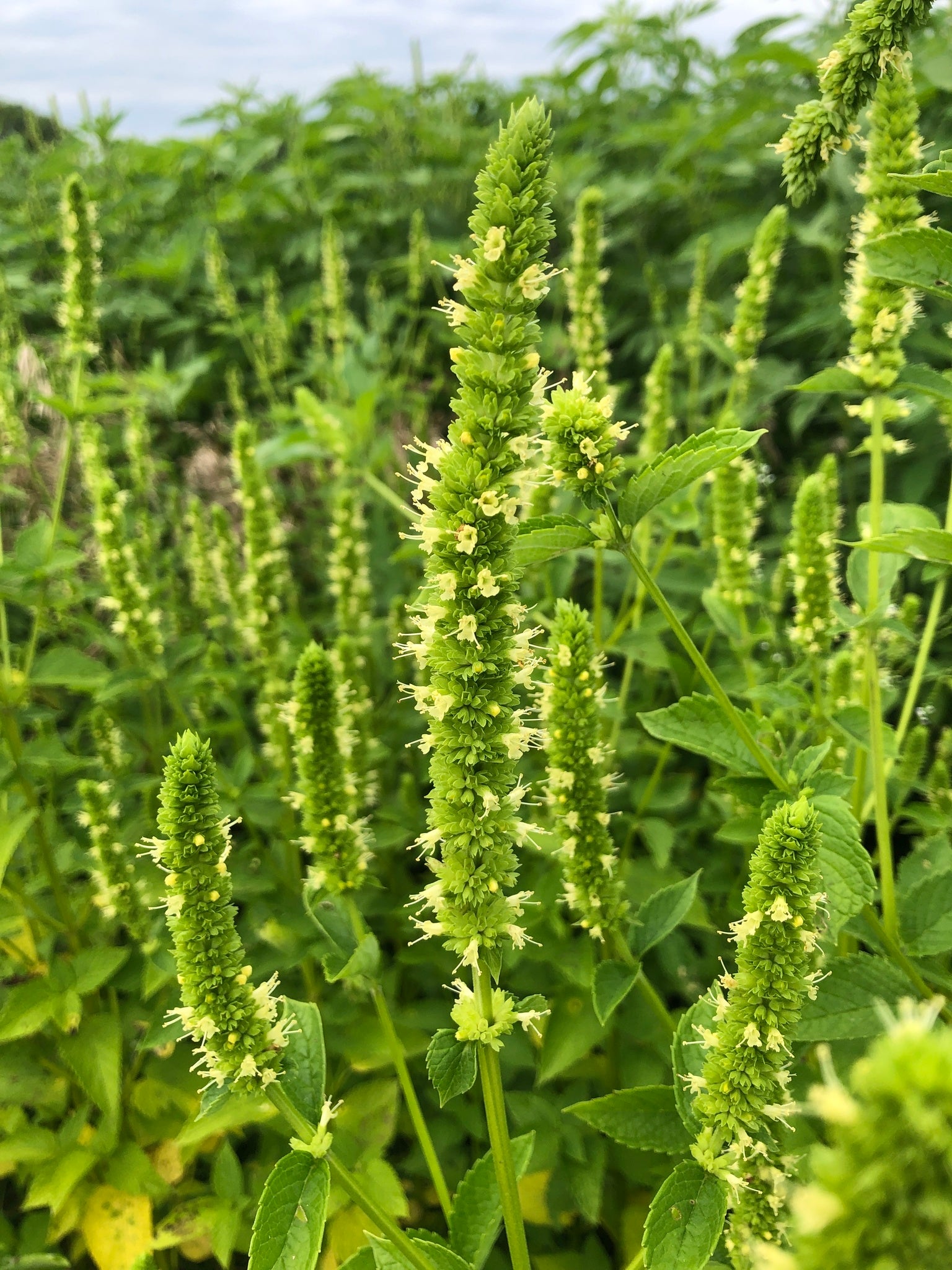agastache nepetoides native range