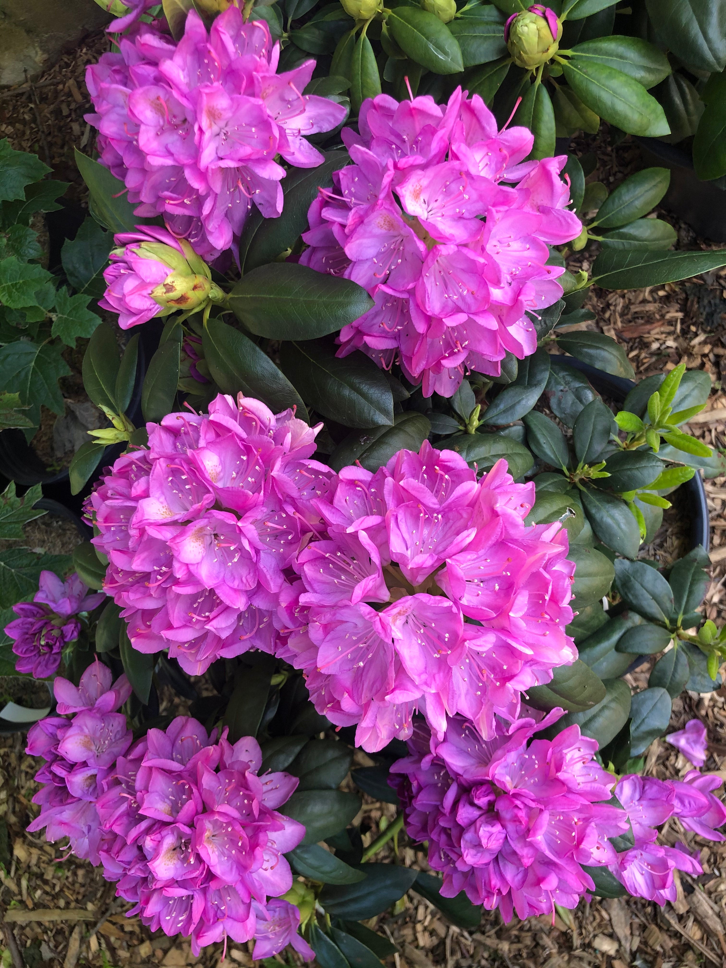 Rhododendron c. 'Roseum Elegans' - Rhododendron | Lauren's Garden ...