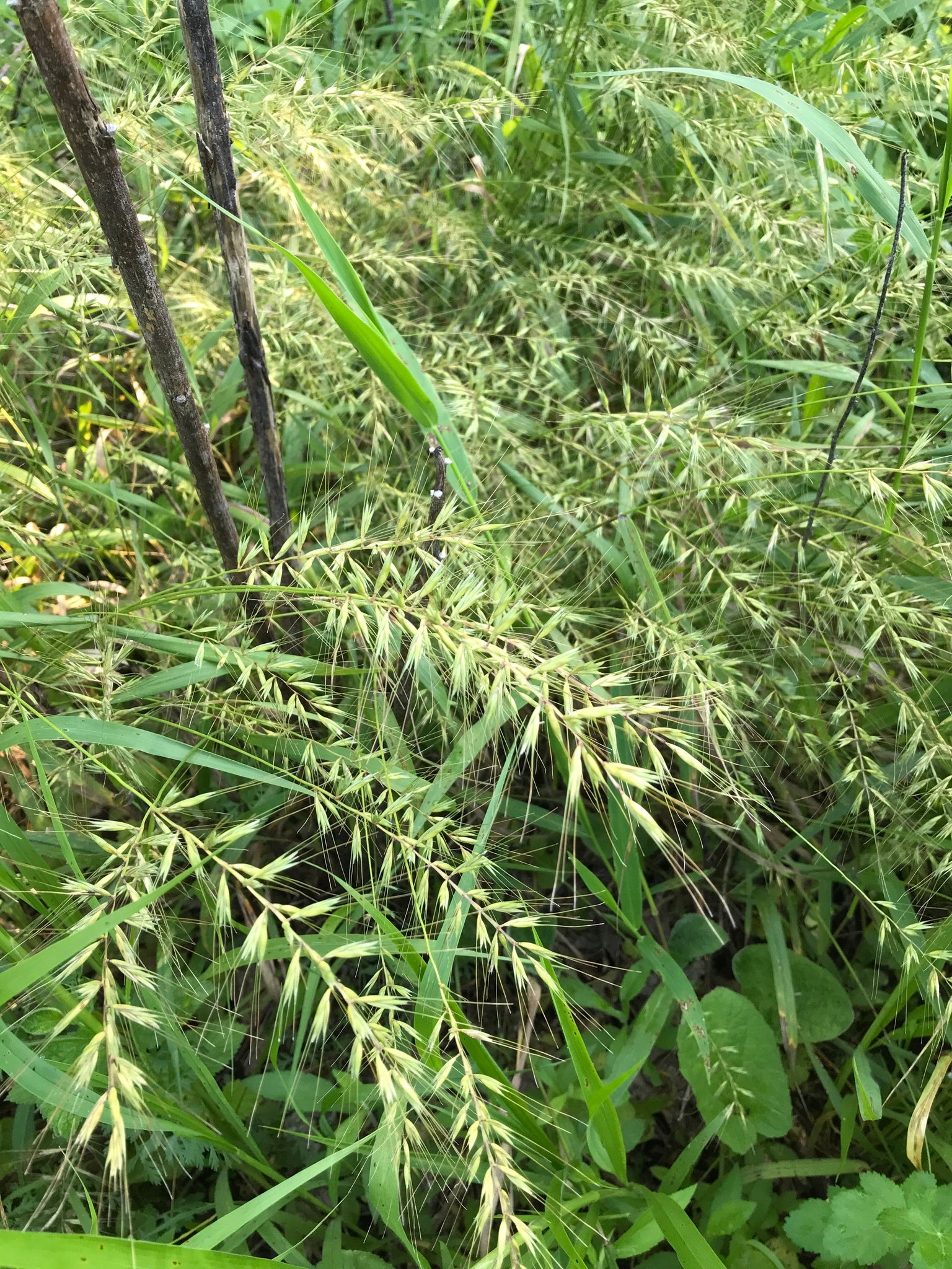 Elymus hystrix - Bottlebrush Grass | Lauren's Garden Service & Native ...