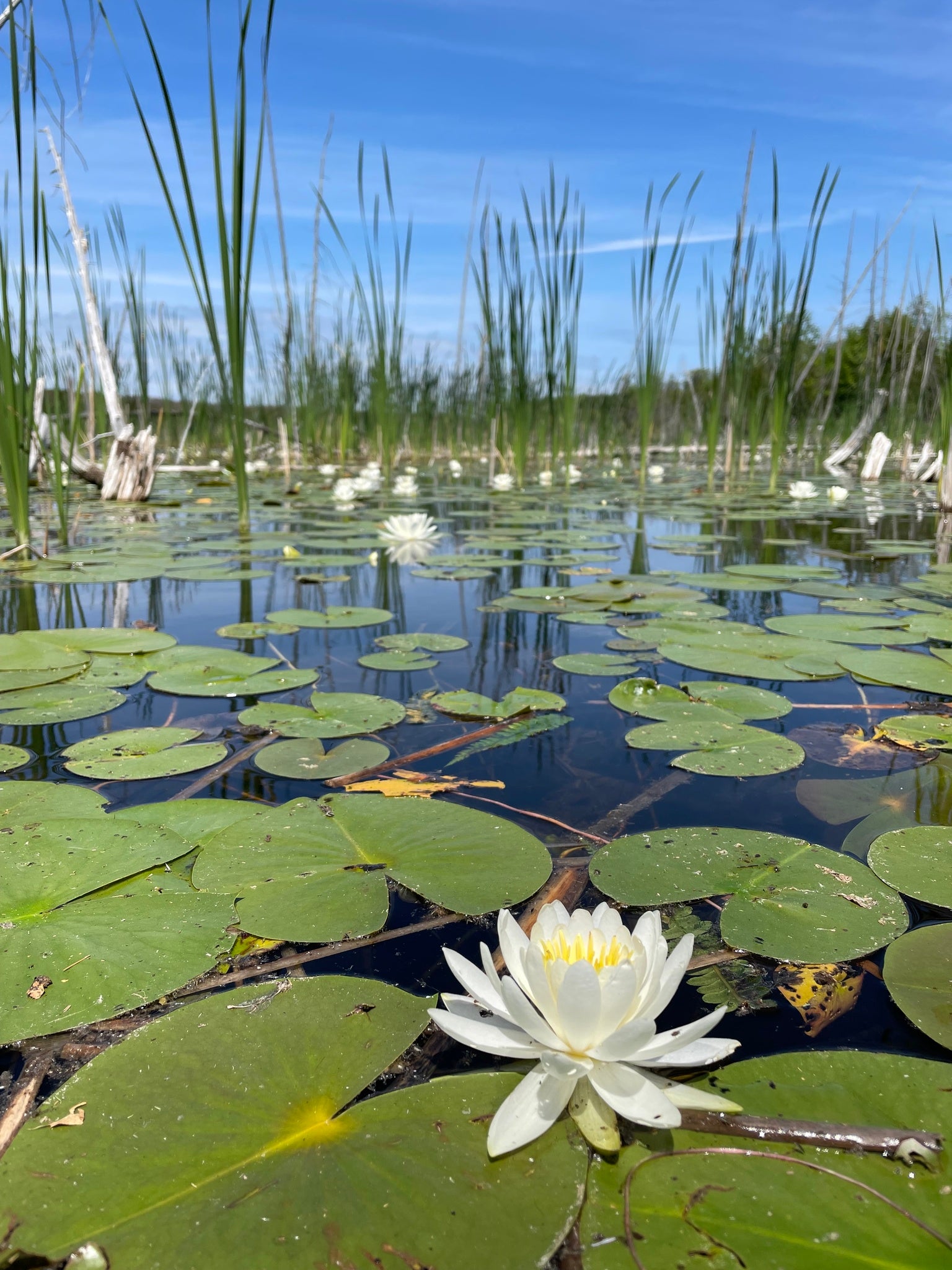nymphaea odorata root