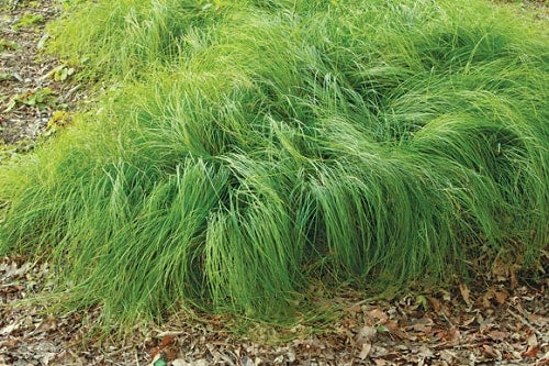 Carex pensylvanica - Pennsylvania Sedge | Lauren's Garden Service ...