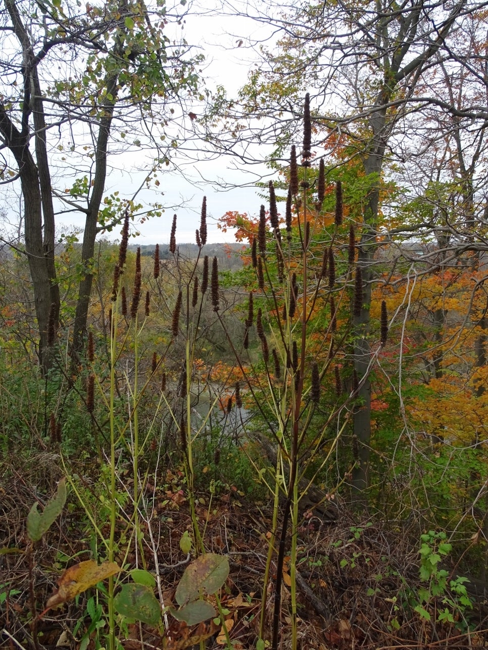 agastache nepetoides native range
