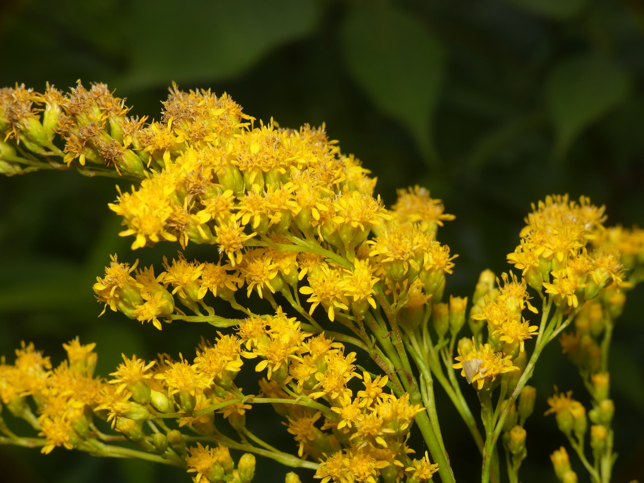 Solidago juncea - Early Goldenrod | Lauren's Garden Service & Native ...