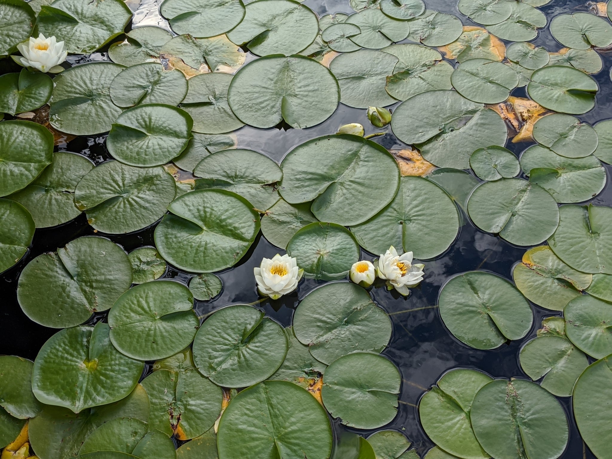 nymphaea odorata root