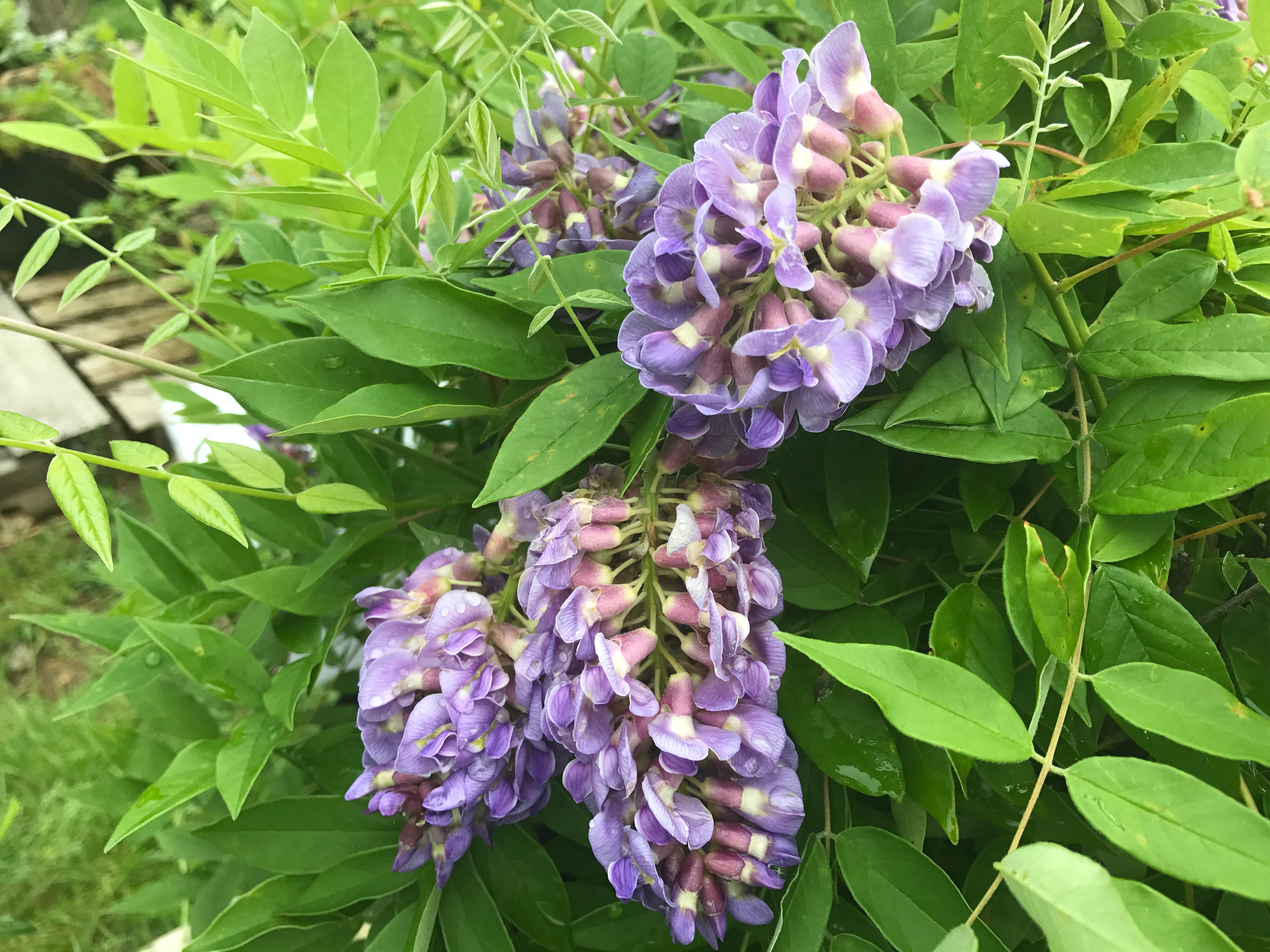 Wisteria frutescens 'Amethyst Falls' - American Wisteria | Lauren's ...