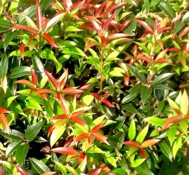 Leucothoe a. 'ReJoyce' - Coastal Leucothoe | Lauren's Garden Service ...