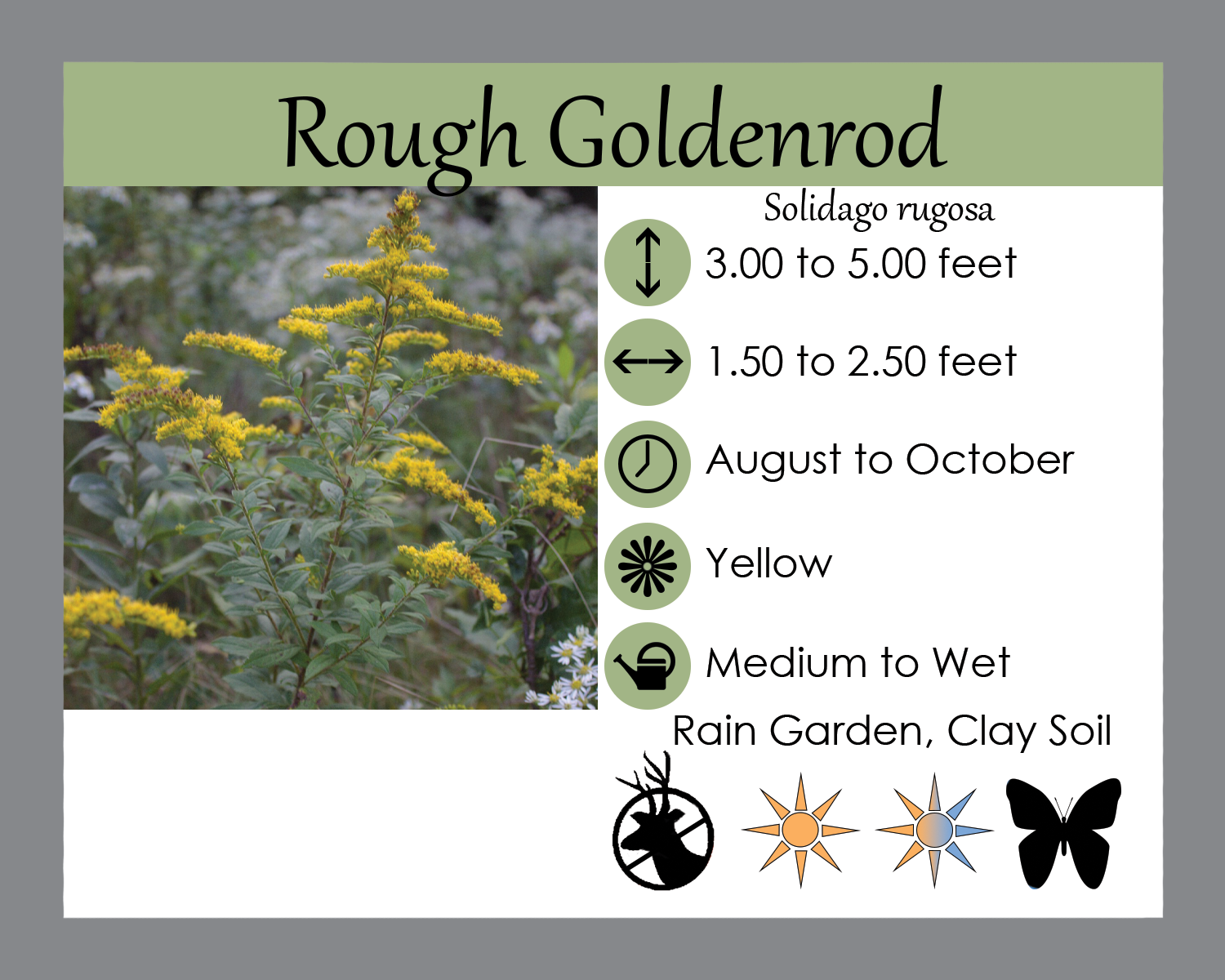 does goldenrod self seed