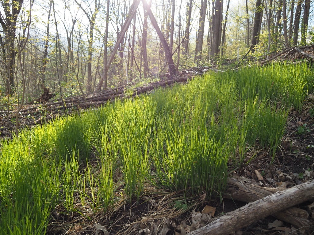 Carex woodii - Wood's Sedge | Lauren's Garden Service & Native Plant ...