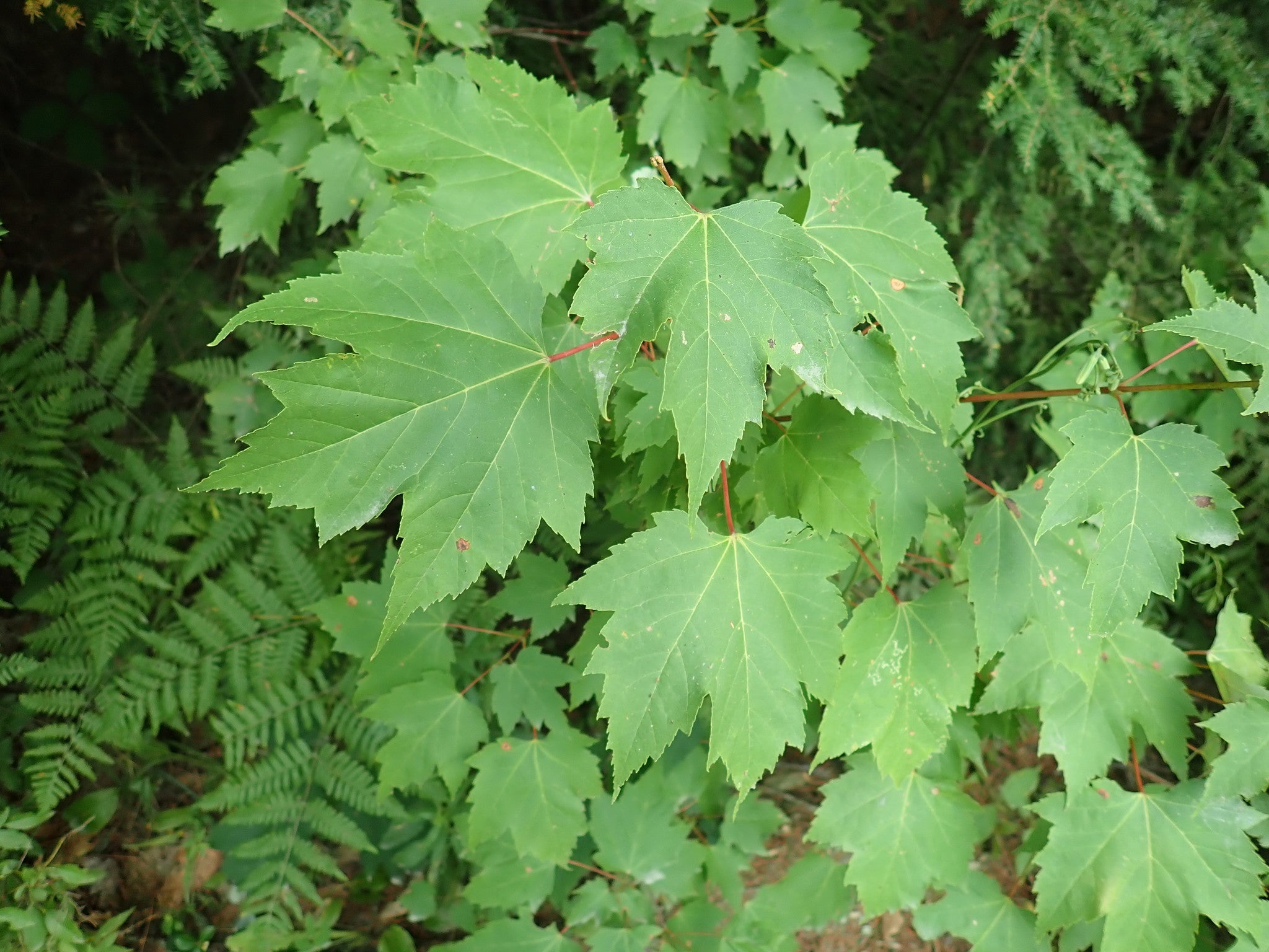 Acer rubrum - Red Maple | Lauren's Garden Service & Native Plant Nursery