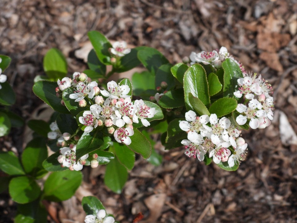 Aronia m. 'Ground Hug' - Dwarf Black Chokeberry | Lauren's Garden ...