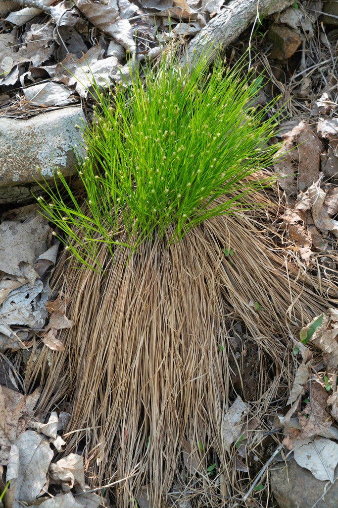 carex stricta