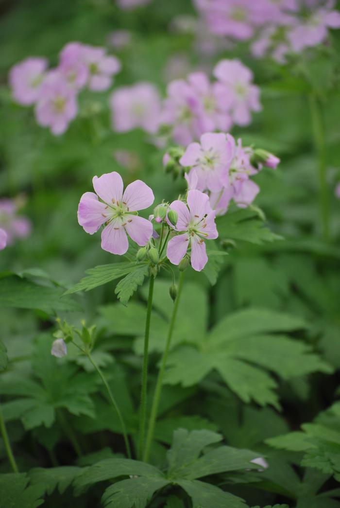 Geranium maculatum - Wild Geranium | Lauren's Garden Service & Native ...