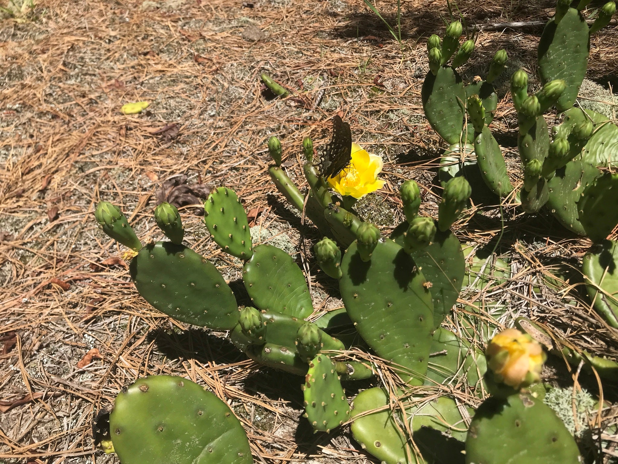 Opuntia humifusa - Eastern Prickly Pear | Lauren's Garden Service ...