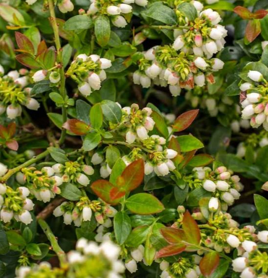 Vaccinium a. 'BerryBux' - Dwarf Blueberry | Lauren's Garden Service ...