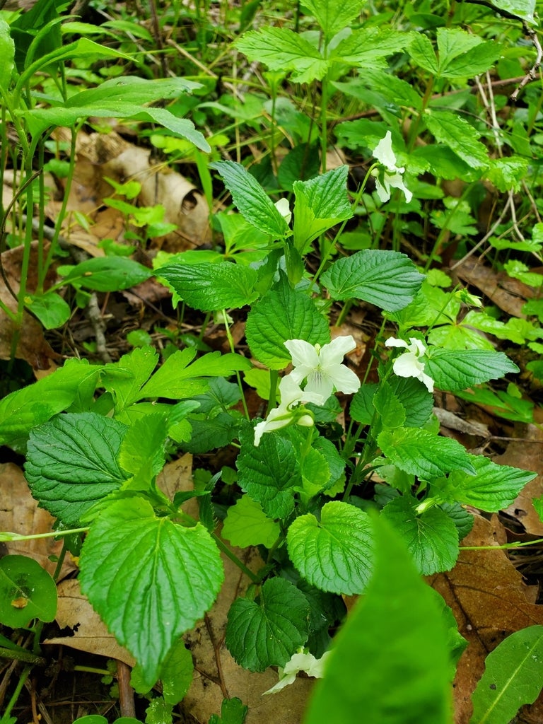 Viola striata - Striped Violet | Lauren's Garden Service & Native Plant ...