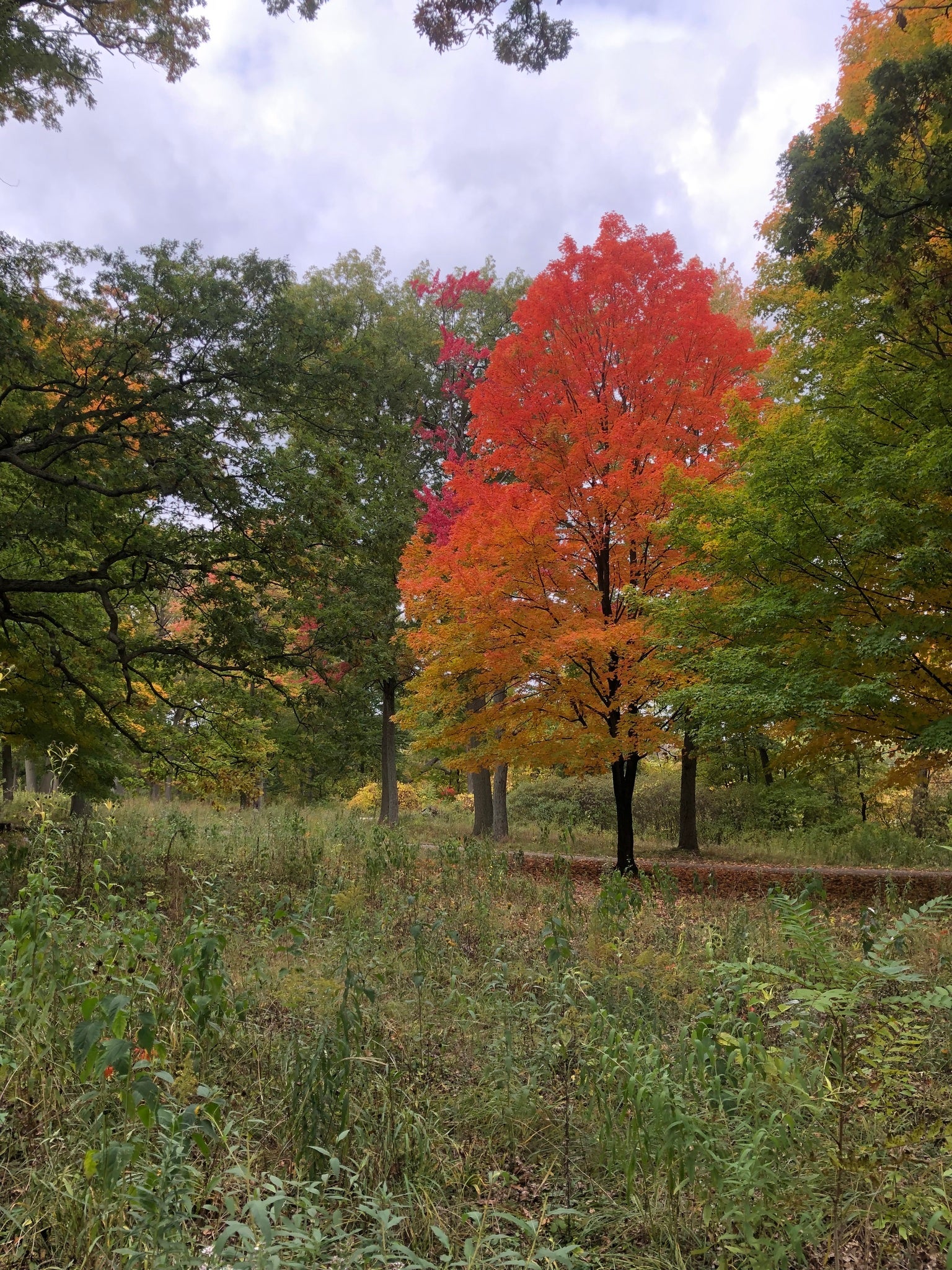 Acer saccharum - Sugar Maple | Lauren's Garden Service & Native Plant ...
