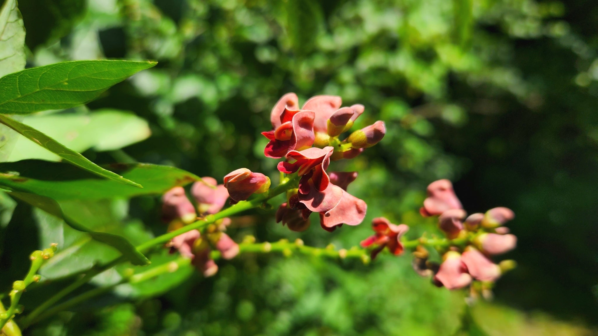 Apios americana - Groundnut | Lauren's Garden Service & Native Plant ...