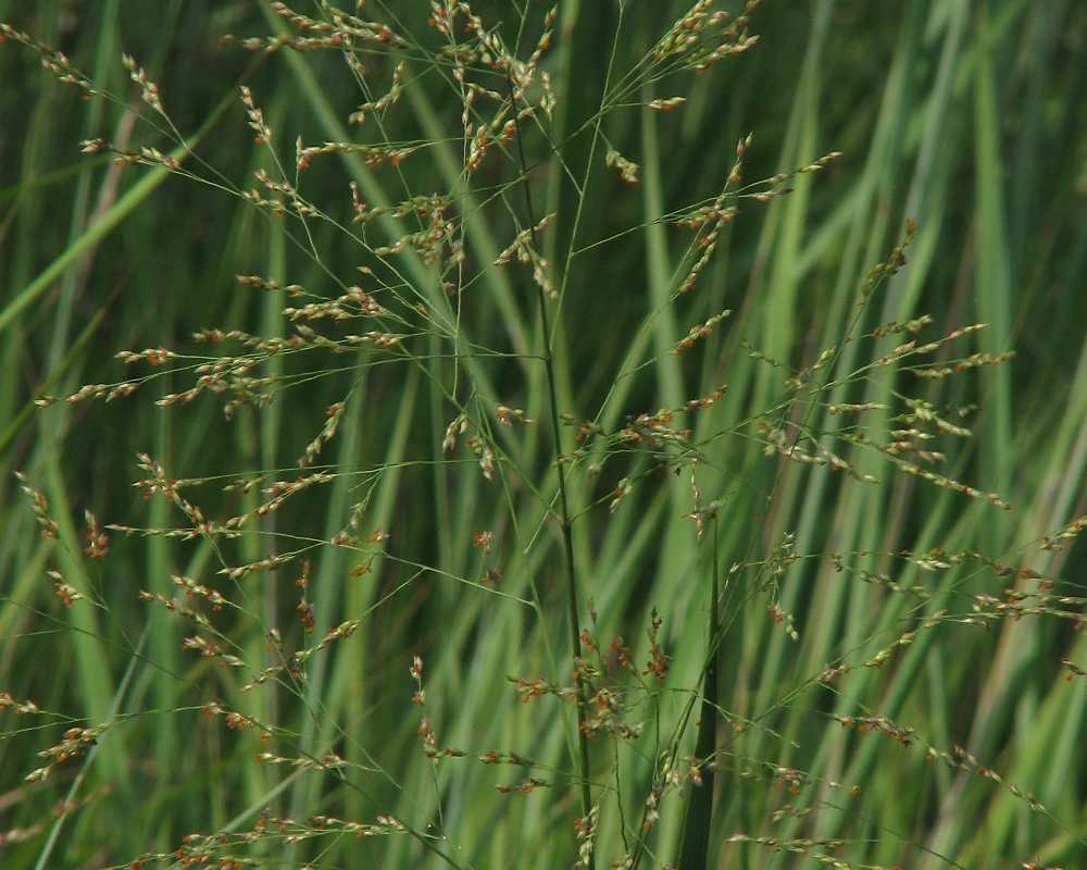 Panicum virgatum - Virginia Switchgrass | Lauren's Garden Service ...
