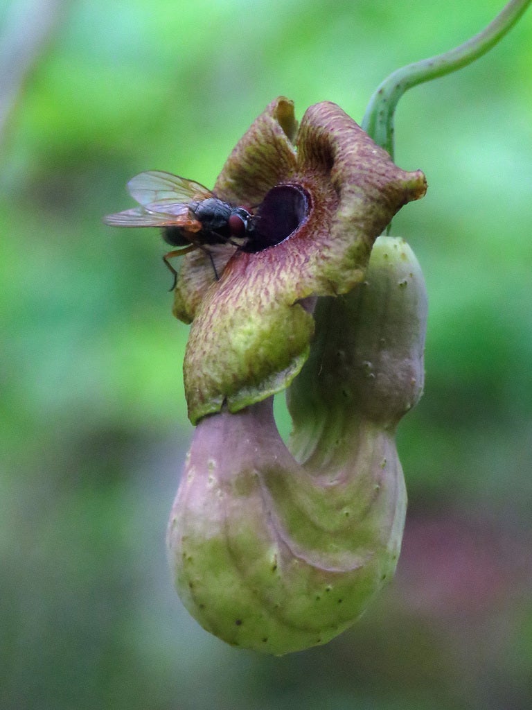 Aristolochia macrophylla - Dutchman's Pipe Vine | Lauren's Garden ...