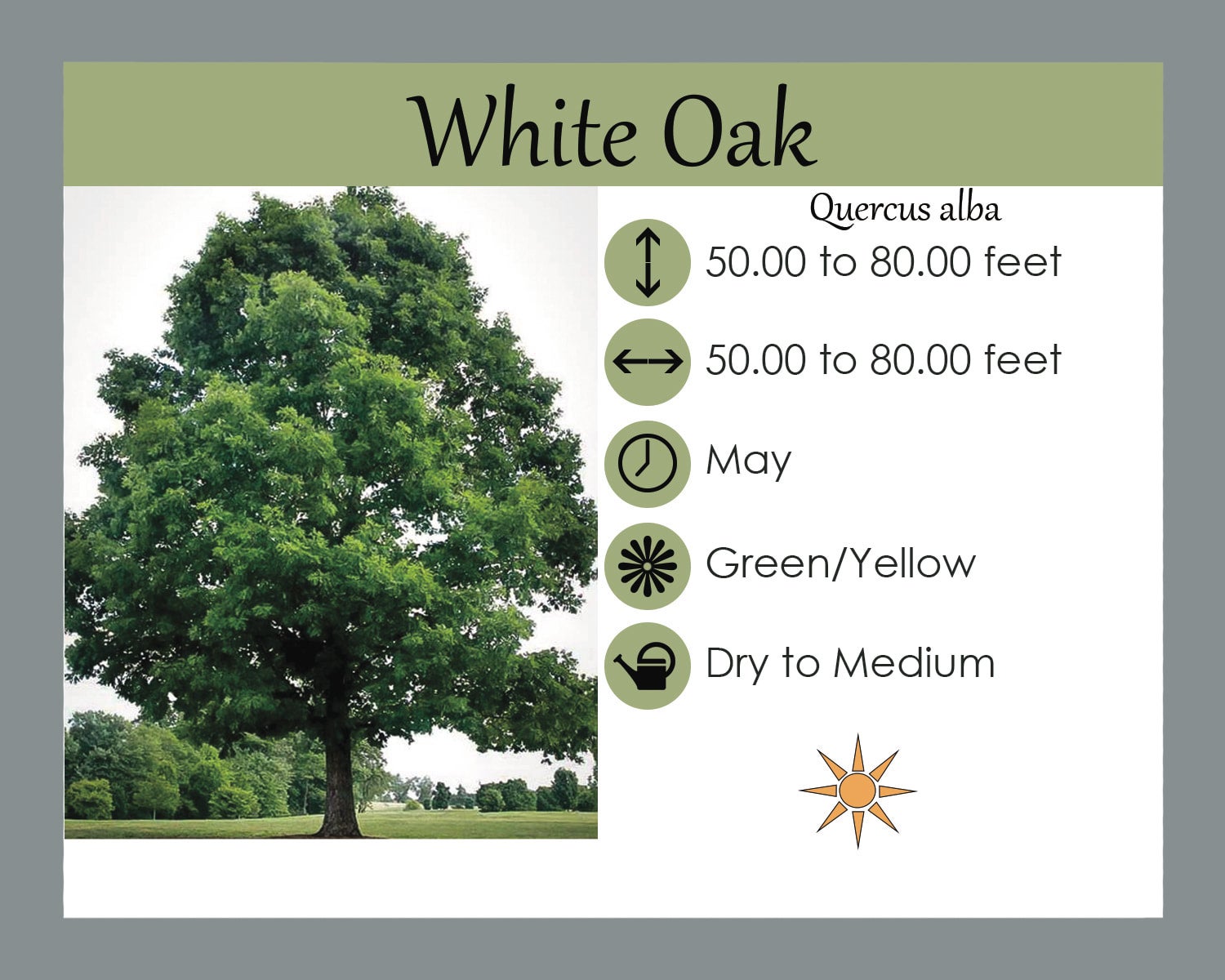 quercus alba tree
