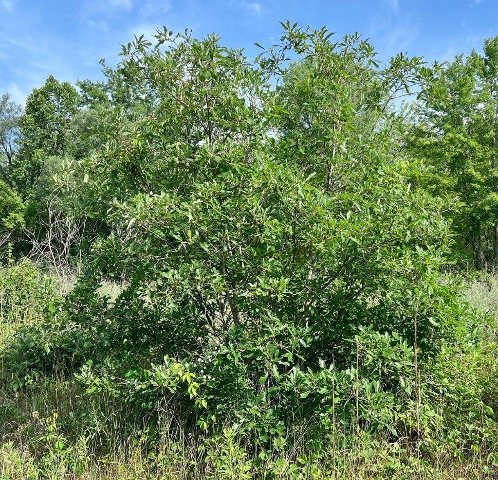 Quercus prinoides - Dwarf Chinkapin Oak | Lauren's Garden Service ...