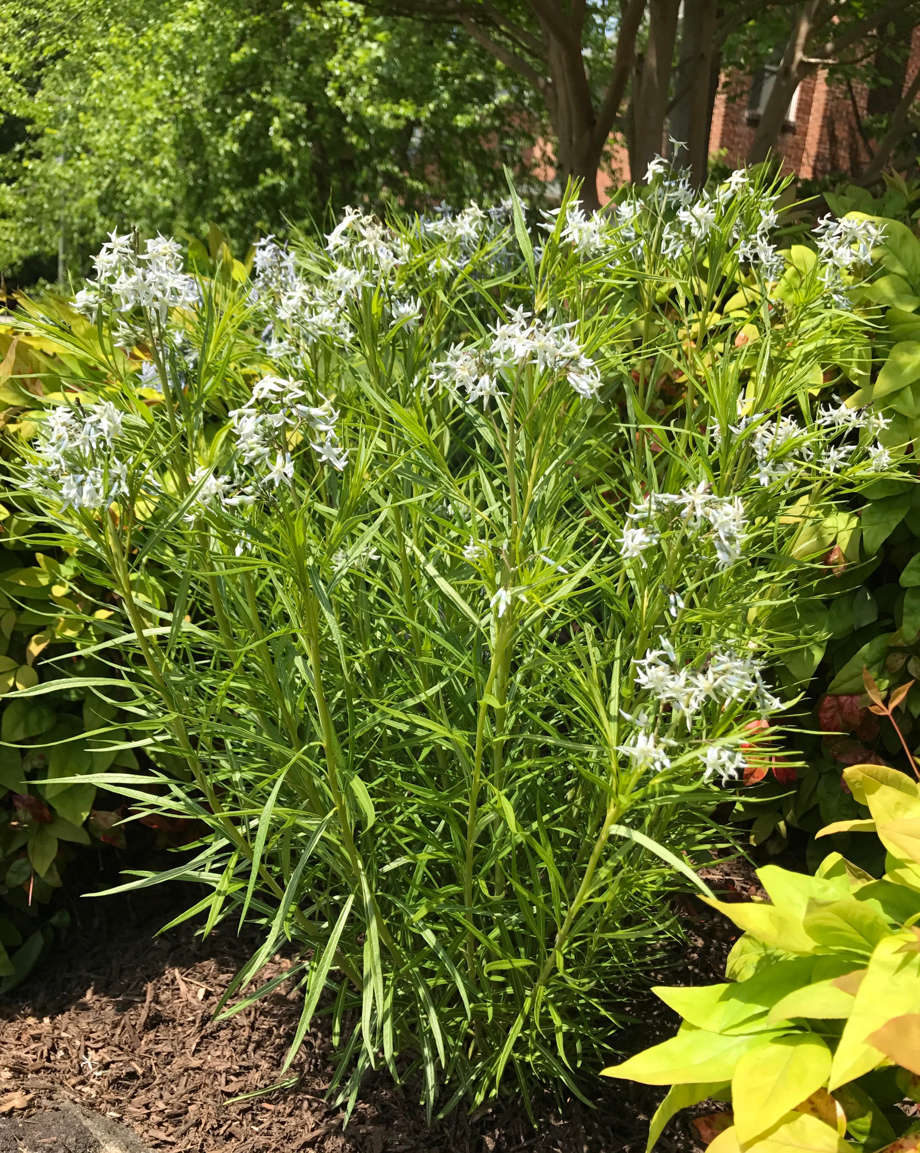 Amsonia hubrichtii - Threadleaf Bluestar | Lauren's Garden Service ...