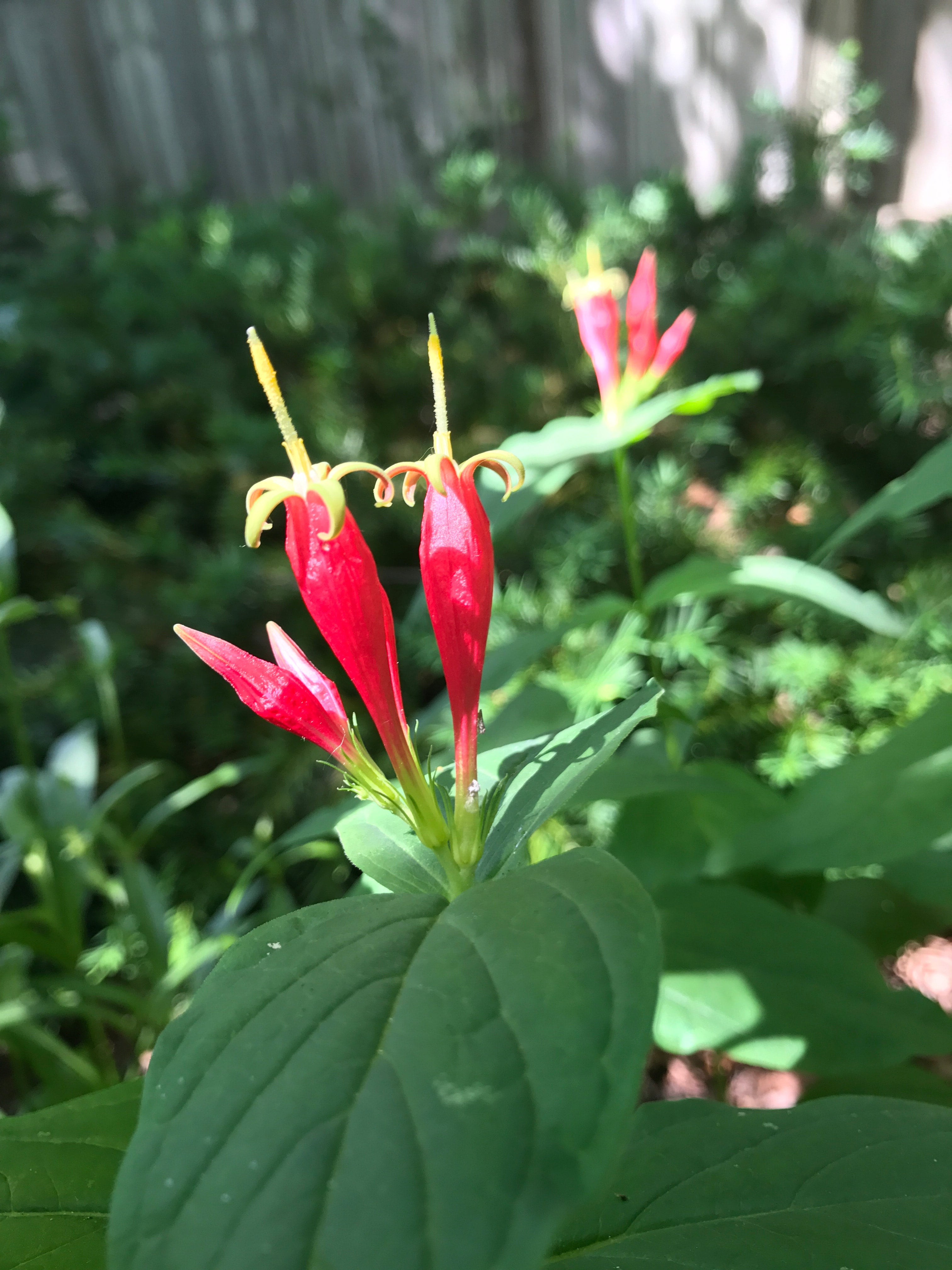 Spigelia M Little Redhead Indian Pink Lauren s Garden Service Spigelia M Little Redhead Indian Pink Lauren s Garden Service