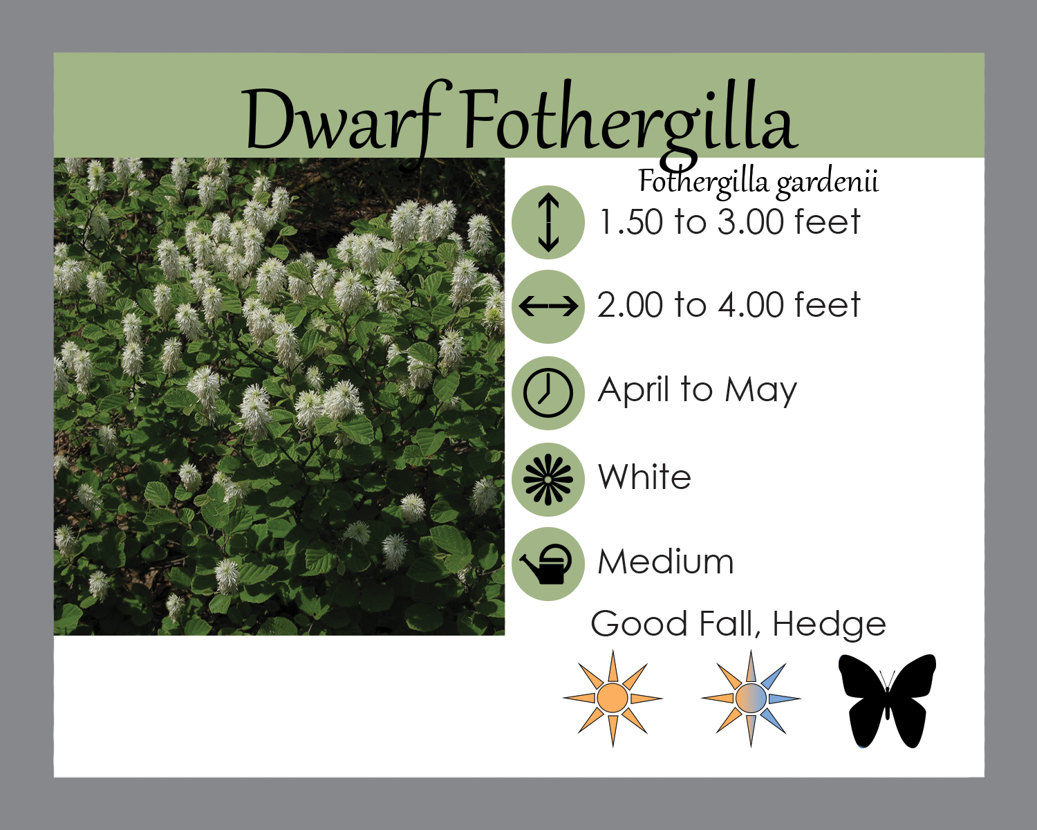 fothergilla hedge