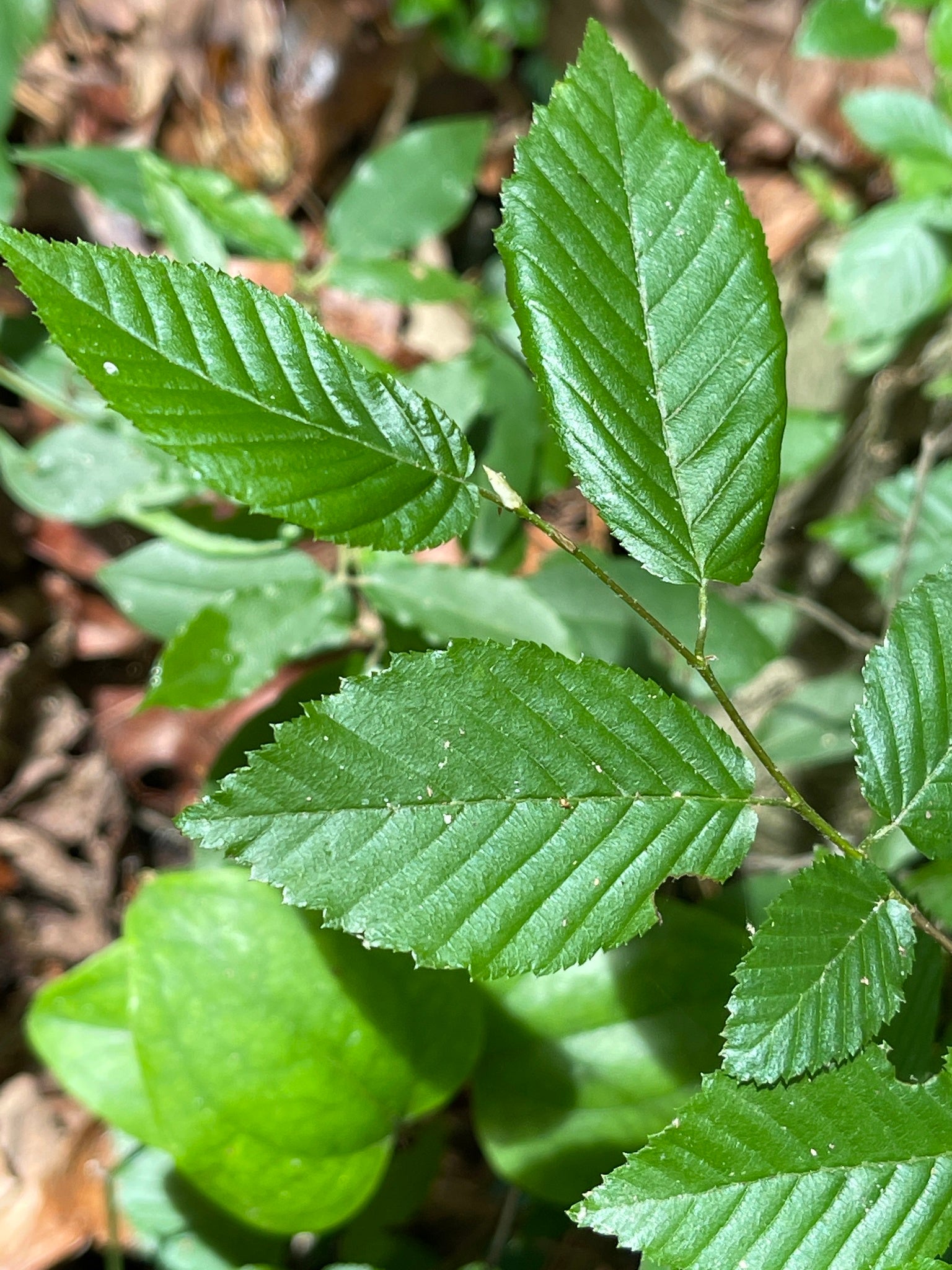 Carpinus caroliniana - Hornbeam | Lauren's Garden Service & Native ...