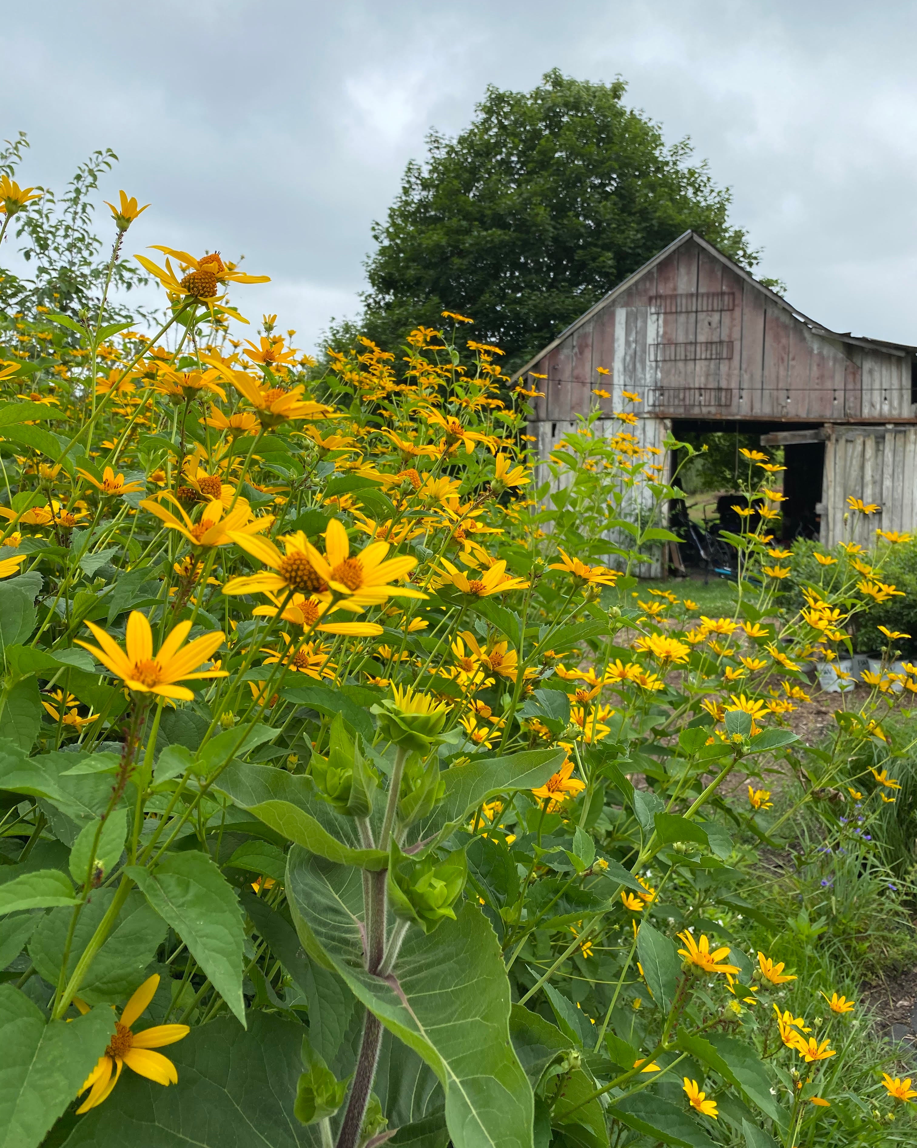 Heliopsis helianthoides - False Sunflower | Lauren's Garden Service ...