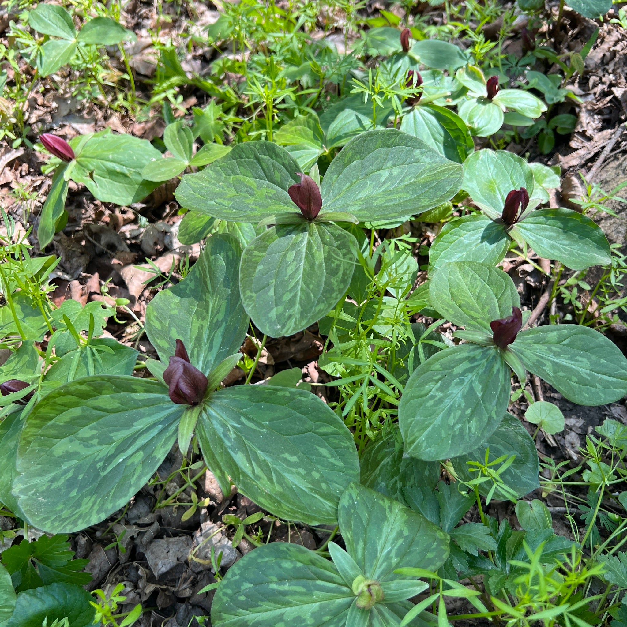 Trillium sessile - Toadshade | Lauren's Garden Service & Native Plant ...