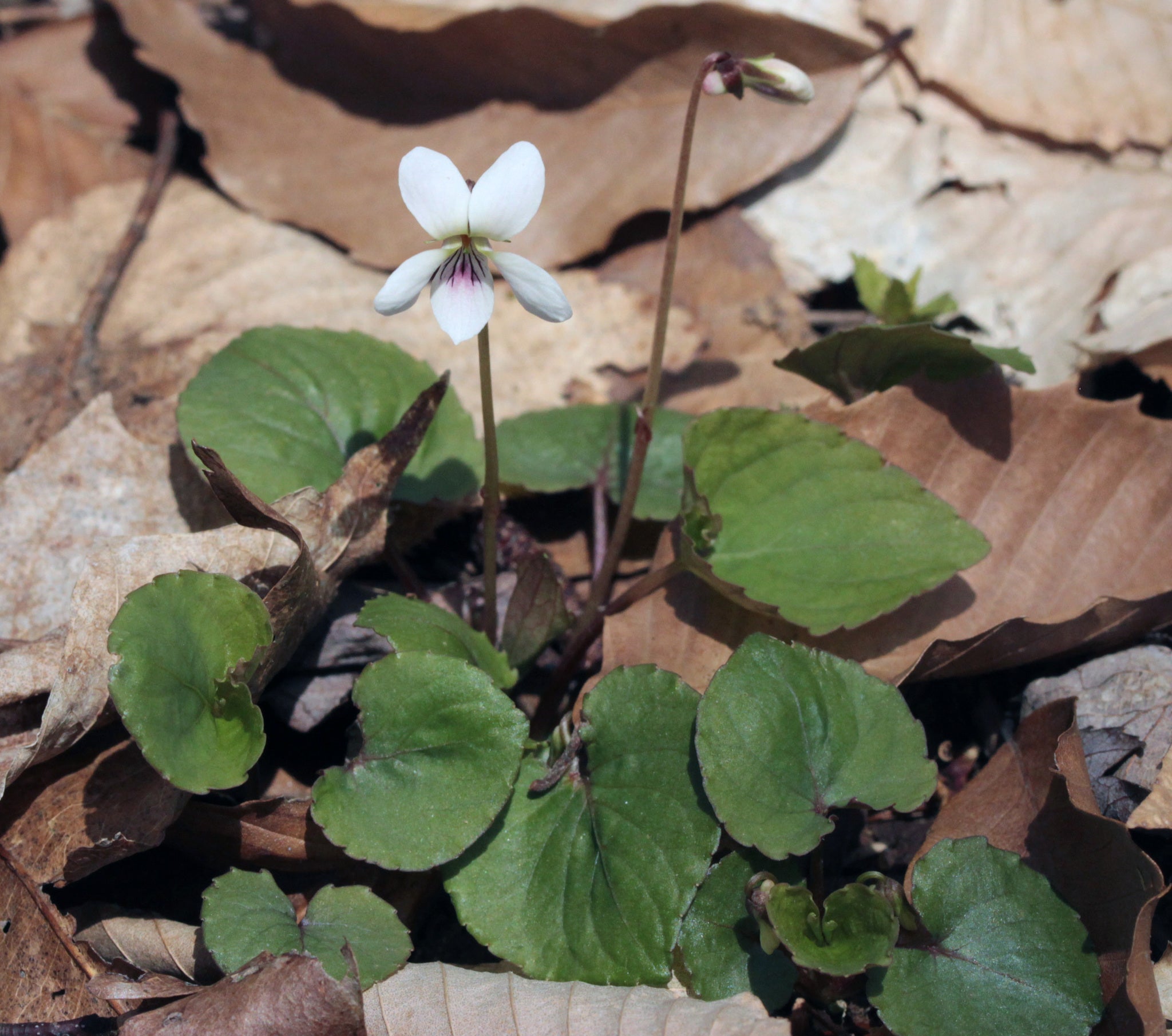 Viola blanda - Sweet White Violet | Lauren's Garden Service & Native ...