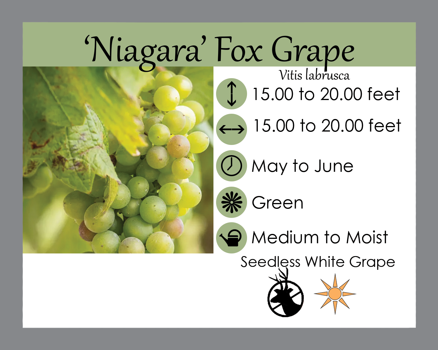 Vitis l. 'Niagara' - Fox Grape | Lauren's Garden Service & Native Plant ...