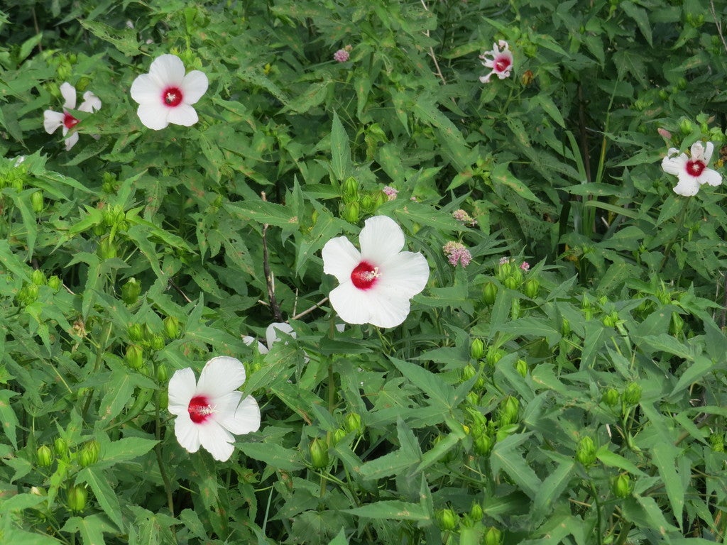 Hibiscus laevis - Halberd-Leaved Rose-Mallow | Lauren's Garden Service ...