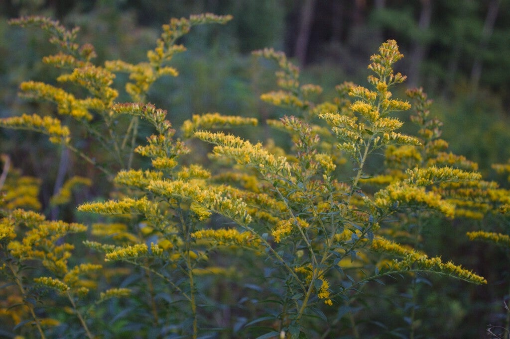 solidago rugosa