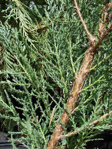juniperus virginiana
