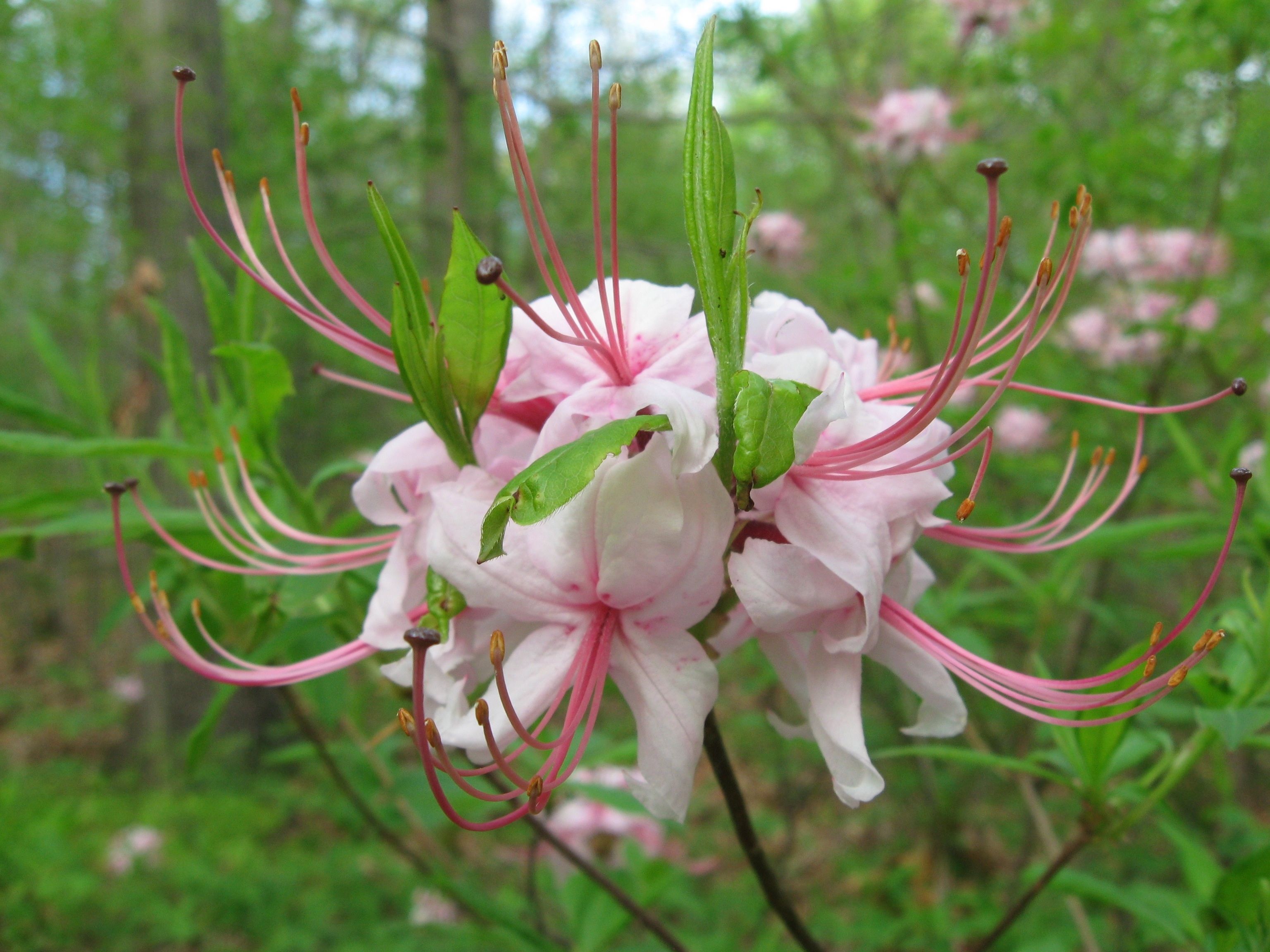 Rhododendron periclymenoides - Pinxterbloom Azalea | Lauren's Garden ...