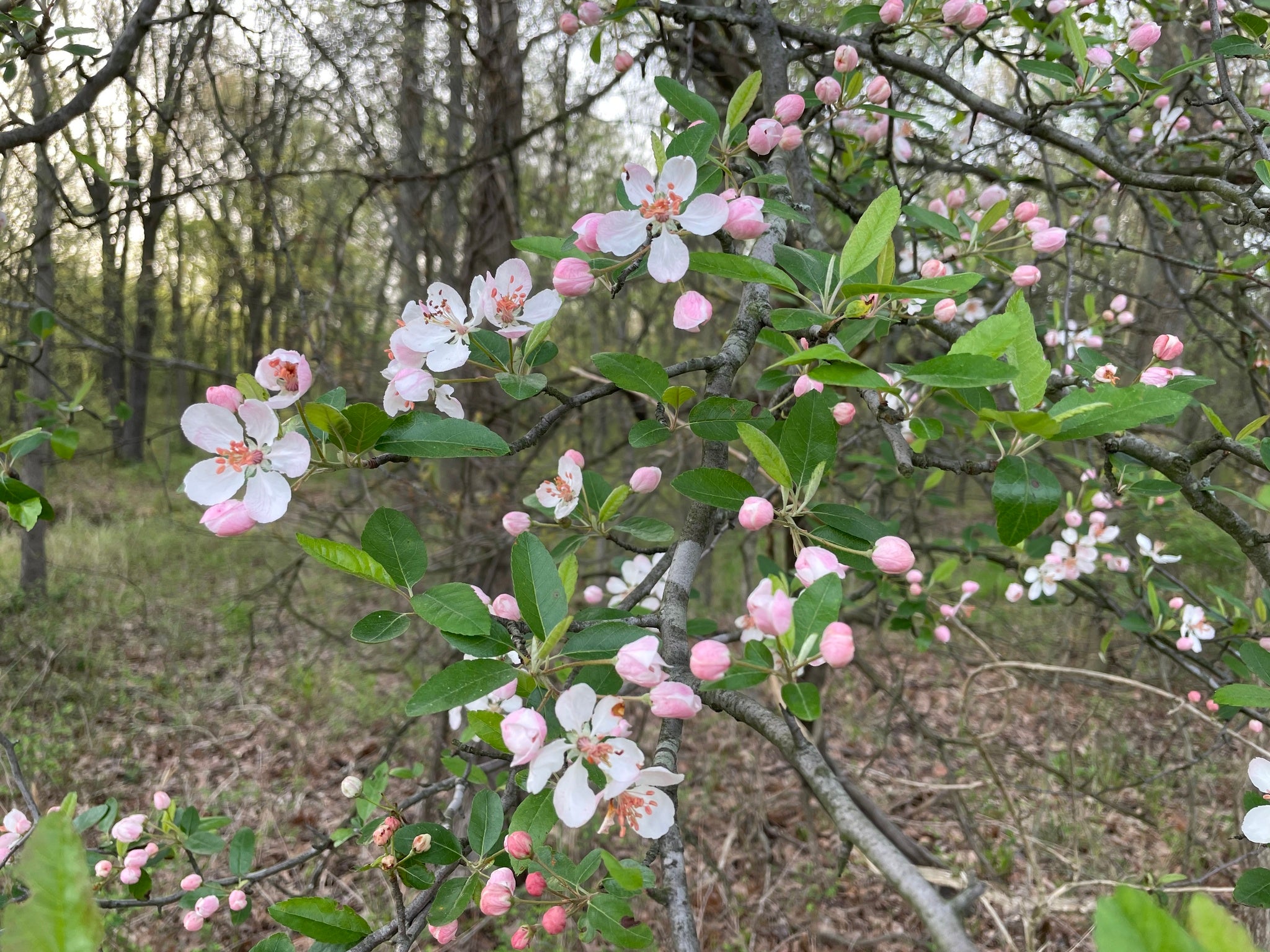 Malus angustifolia - Southern Crabapple | Lauren's Garden Service ...