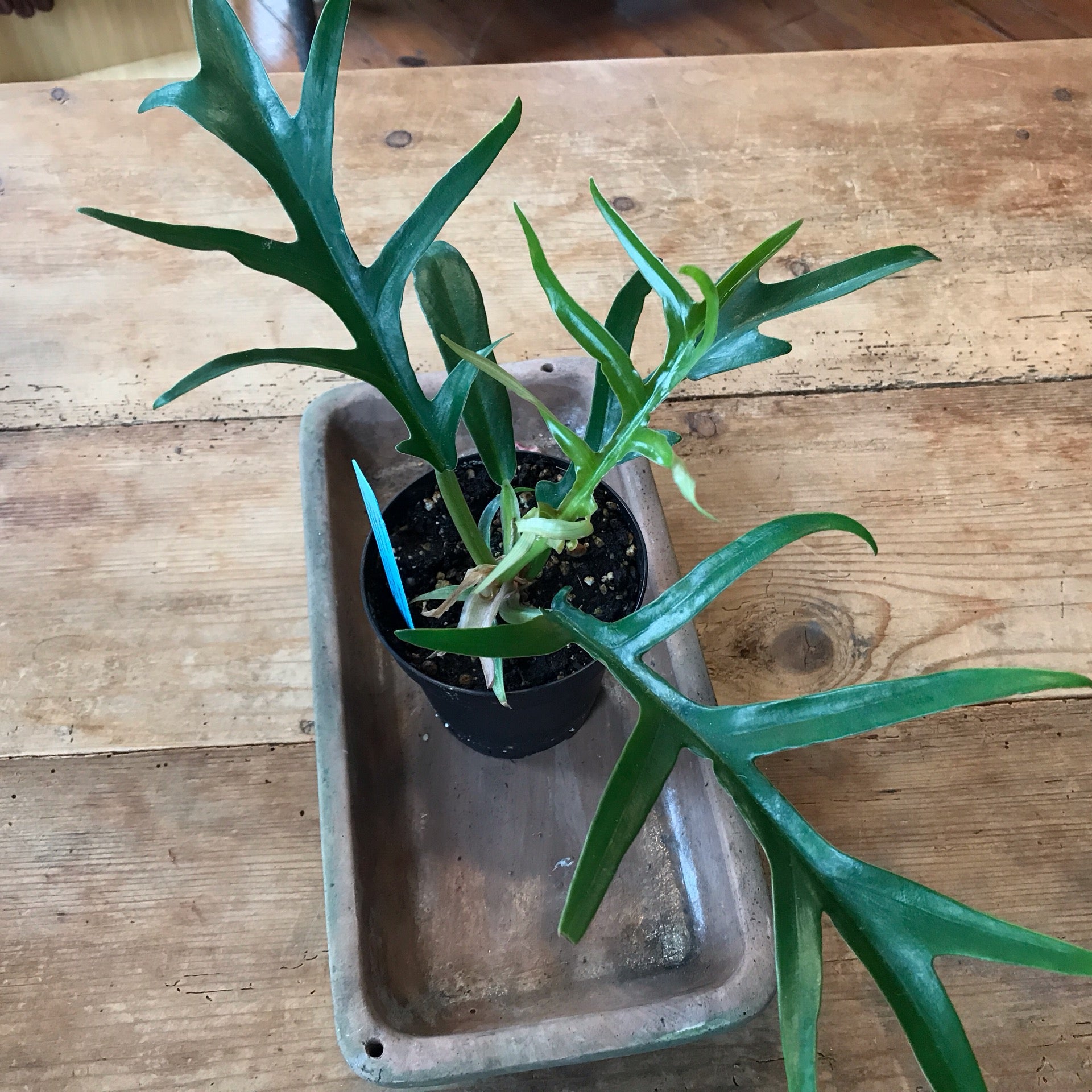 Philodendron tortum - Fernleaf Philo | Cultivate Garden & Goods