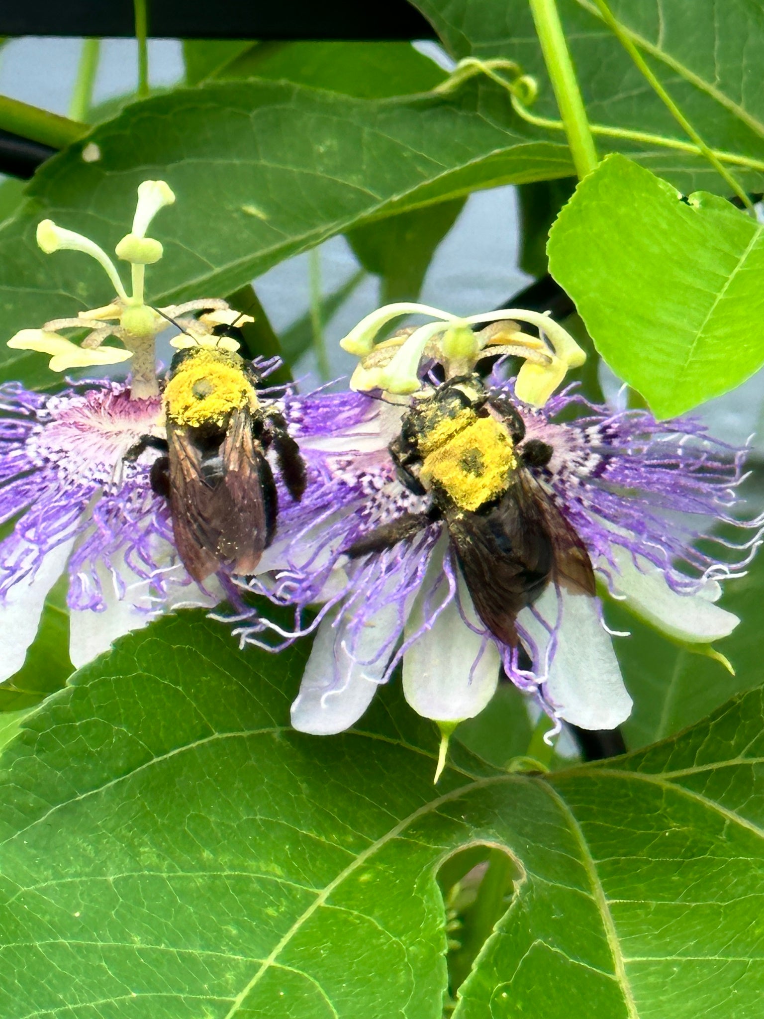 Passiflora incarnata - Passionflower | Lauren's Garden Service & Native ...
