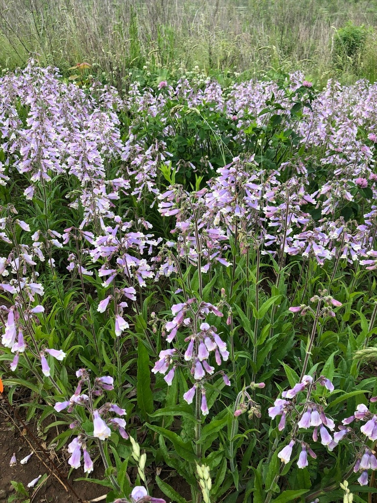 Penstemon hirsutus - Hairy Beardtongue | Lauren's Garden Service ...