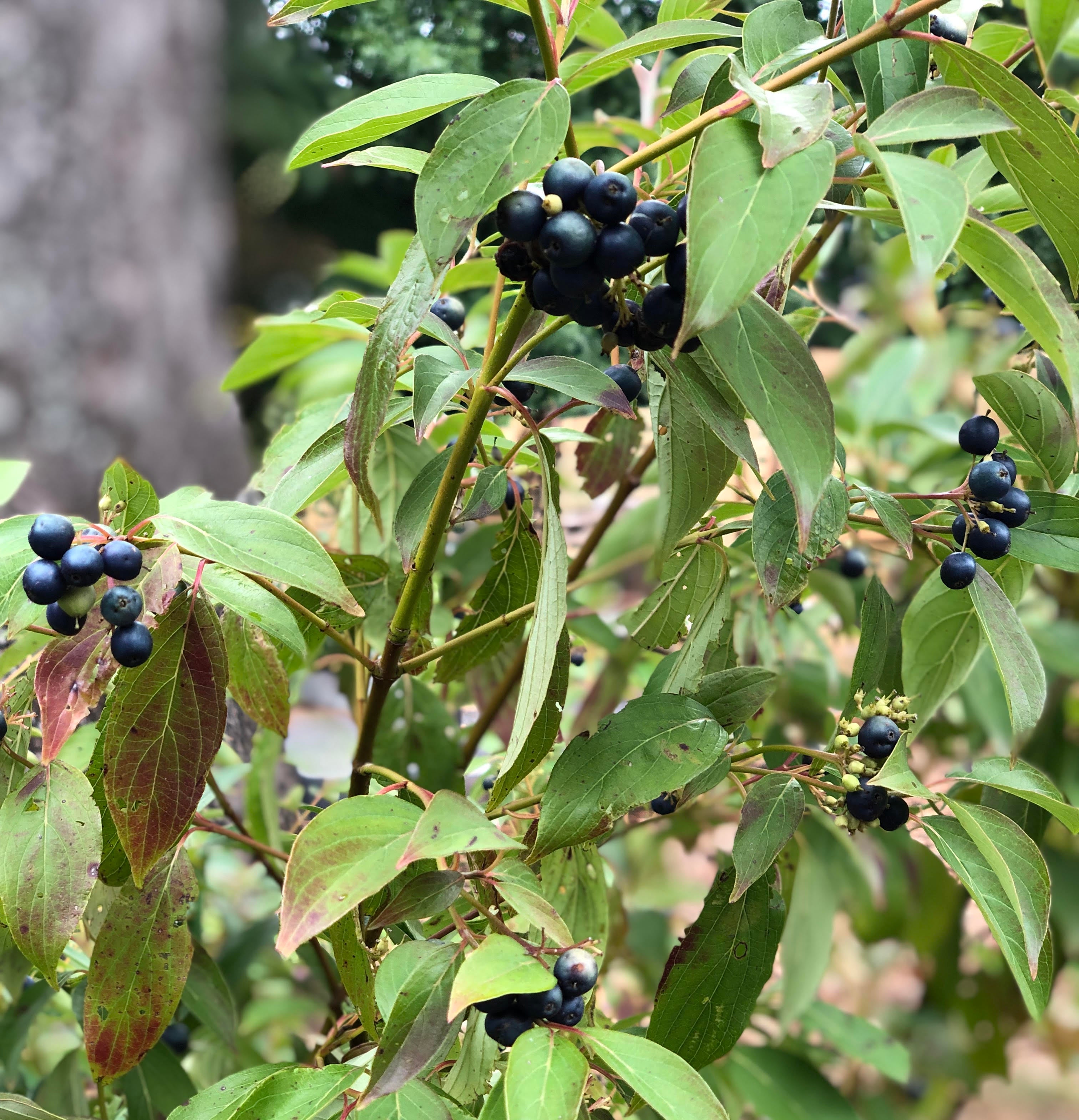 Cornus o. 'Red Rover' - Silky Dogwood | Lauren's Garden Service ...
