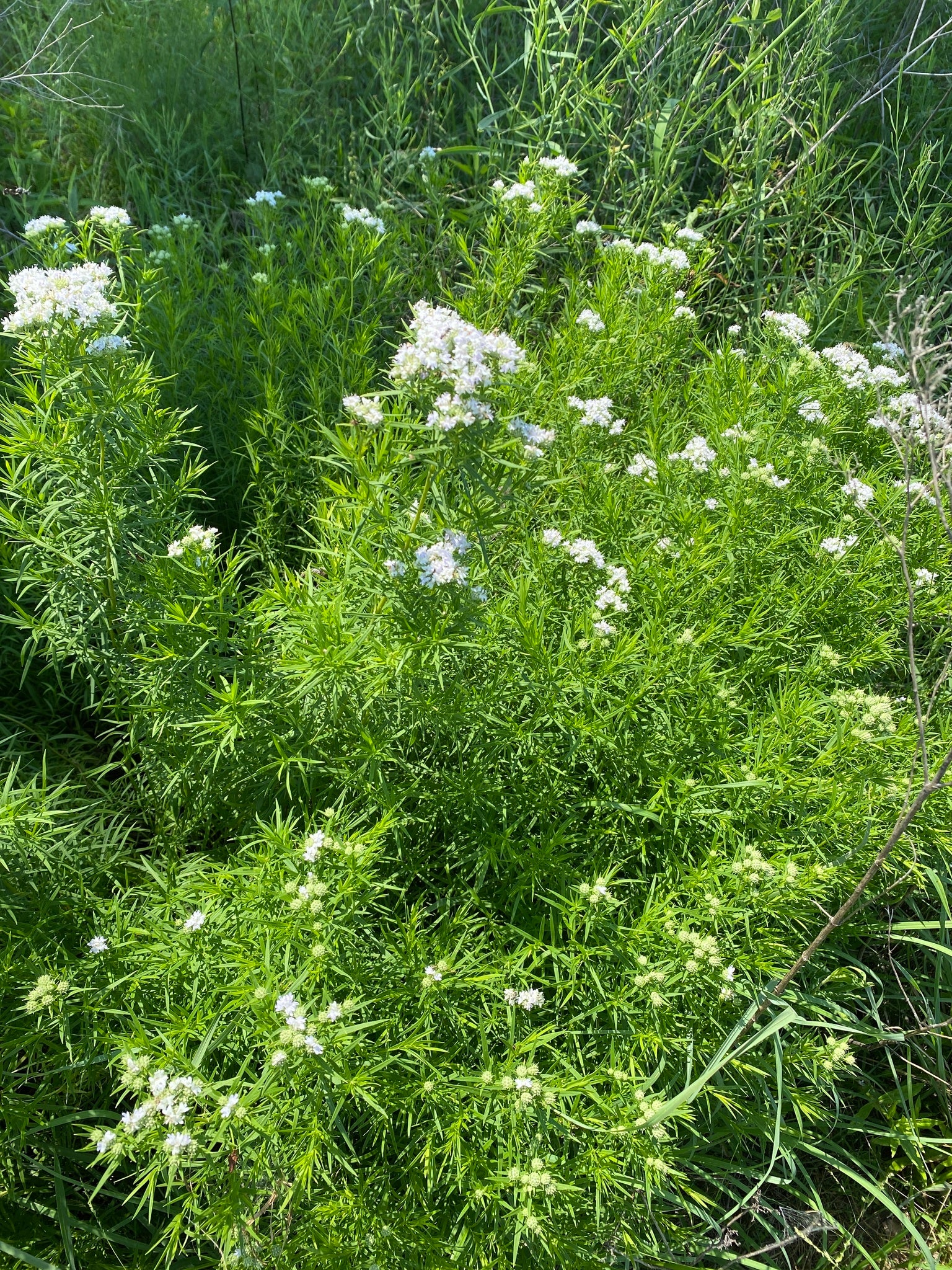 Pycnanthemum tenuifolium - Narrowleaf Mountain Mint | Lauren's Garden ...