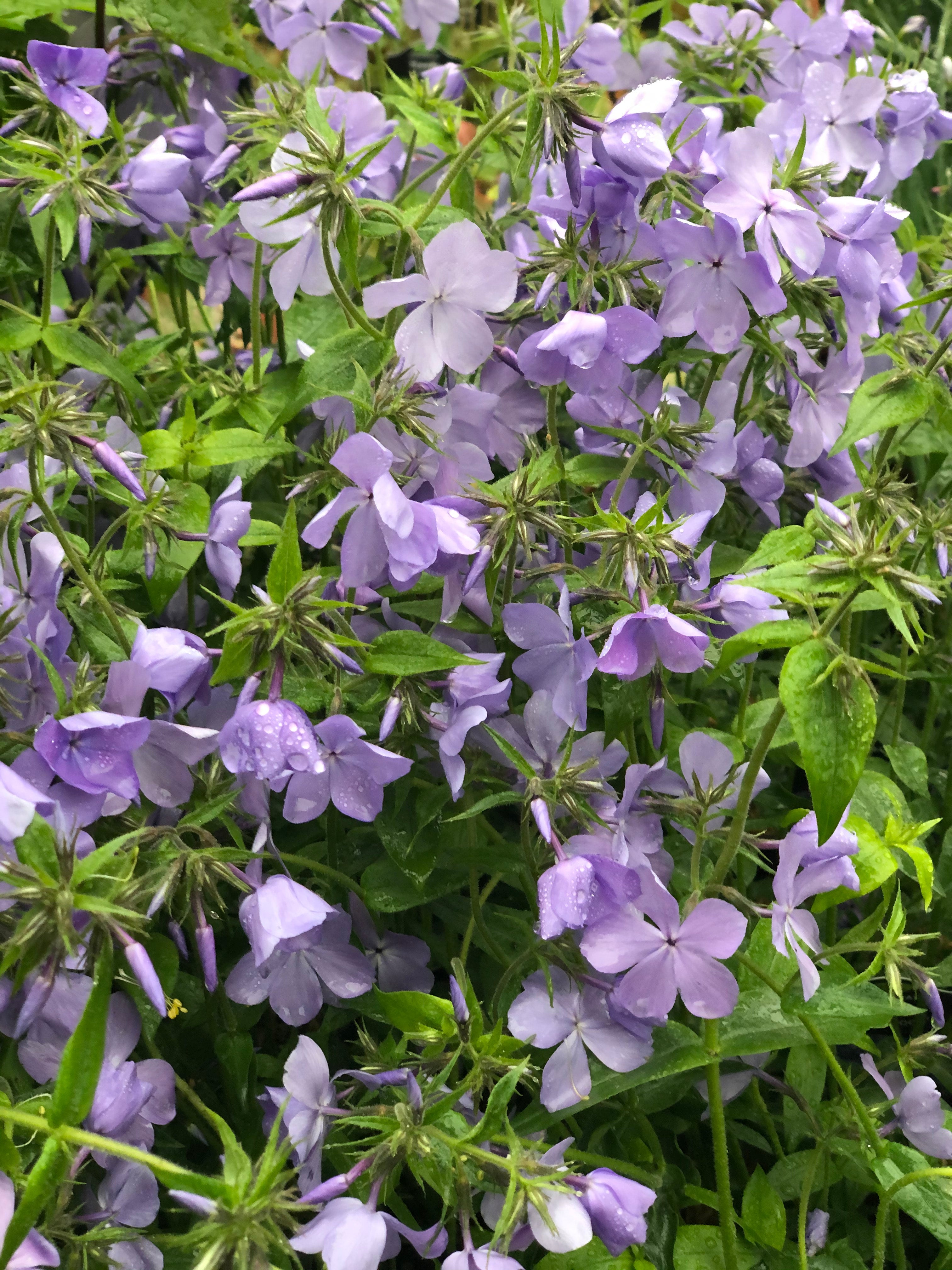 Phlox s. 'Sherwood Purple' - Creeping Phlox | Lauren's Garden Service ...