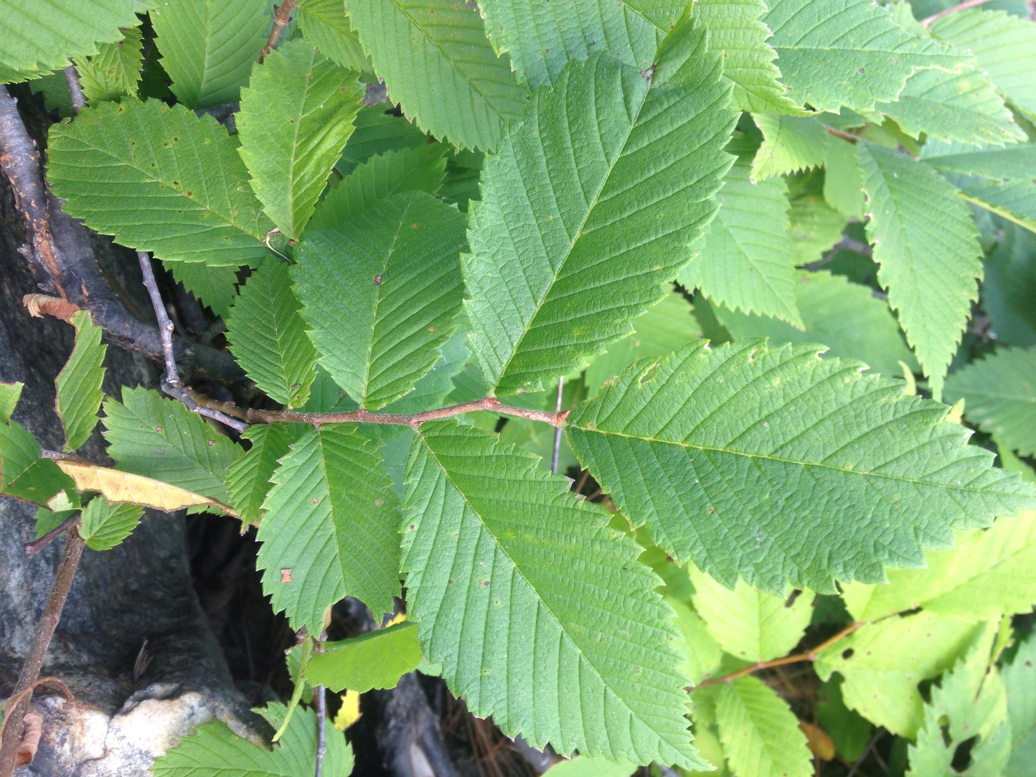 Ulmus americana - American Elm | Lauren's Garden Service & Native Plant ...