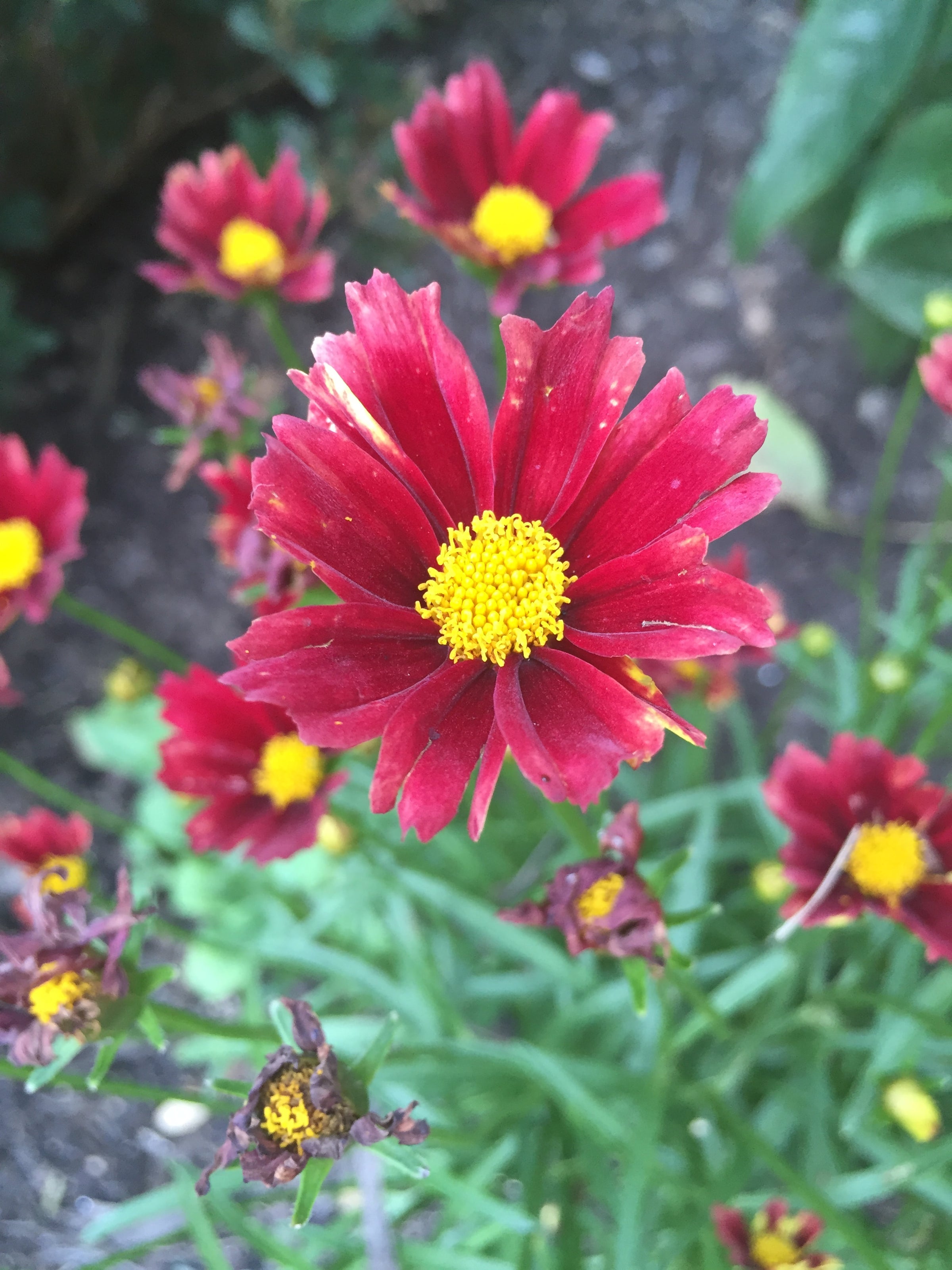 mercury rising coreopsis