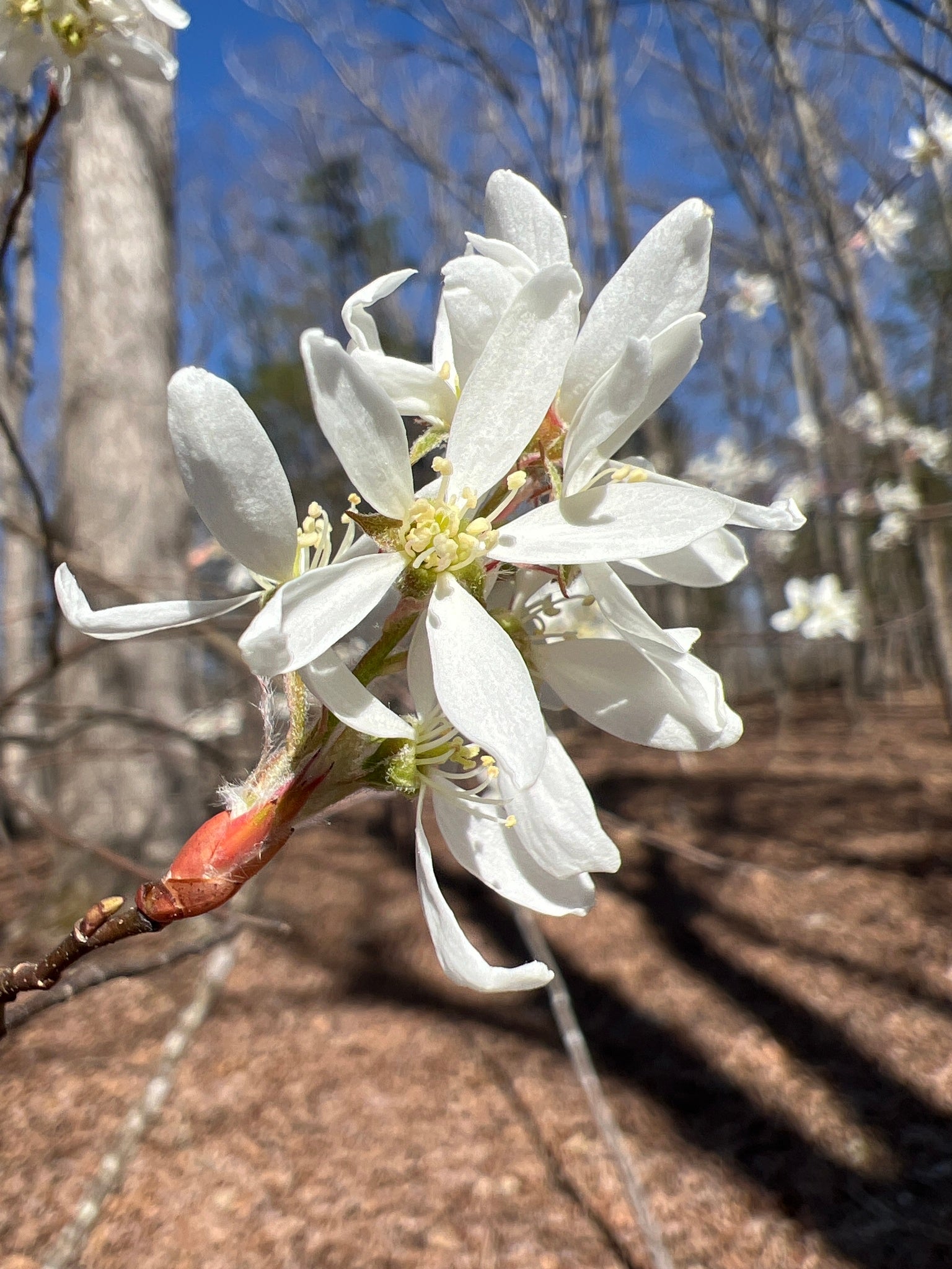 Amelanchier arborea - Downy Serviceberry | Lauren's Garden Service ...
