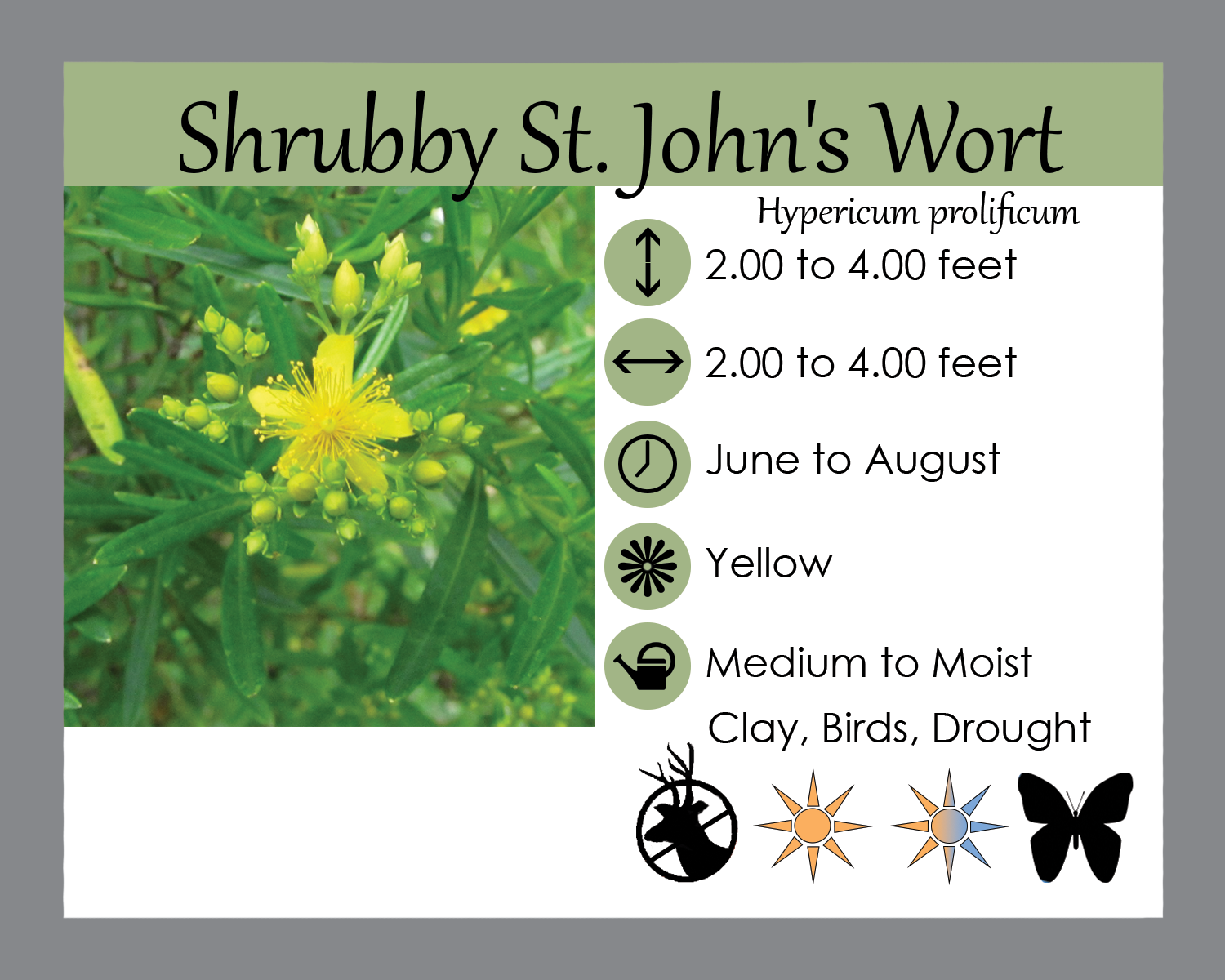 hypericum prolificum pruning