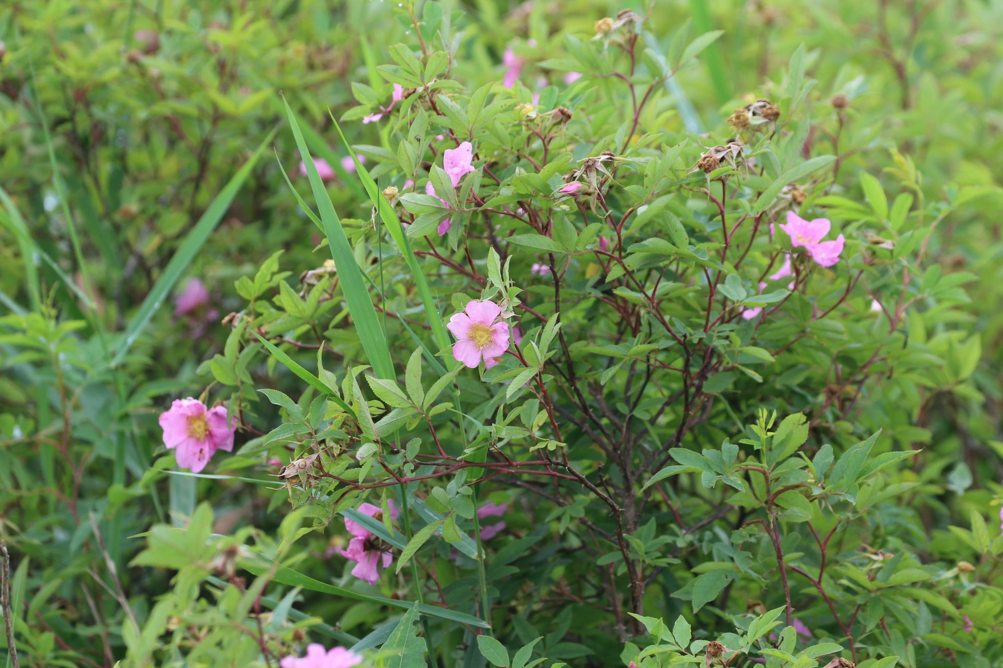 Rosa palustris - Swamp Rose | Lauren's Garden Service & Native Plant ...